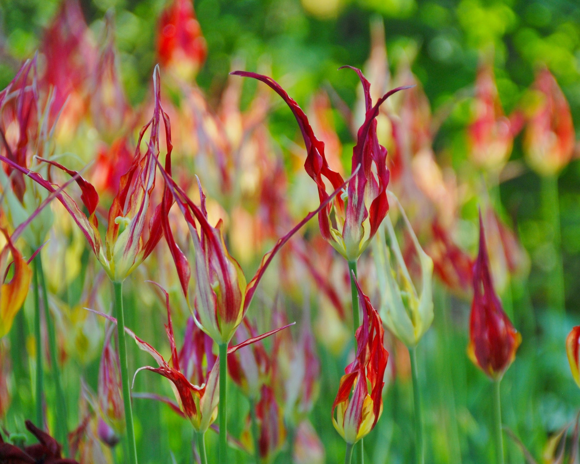 Tulip acuminata bulbs — Buy 'horned tulips' online at Farmer Gracy UK