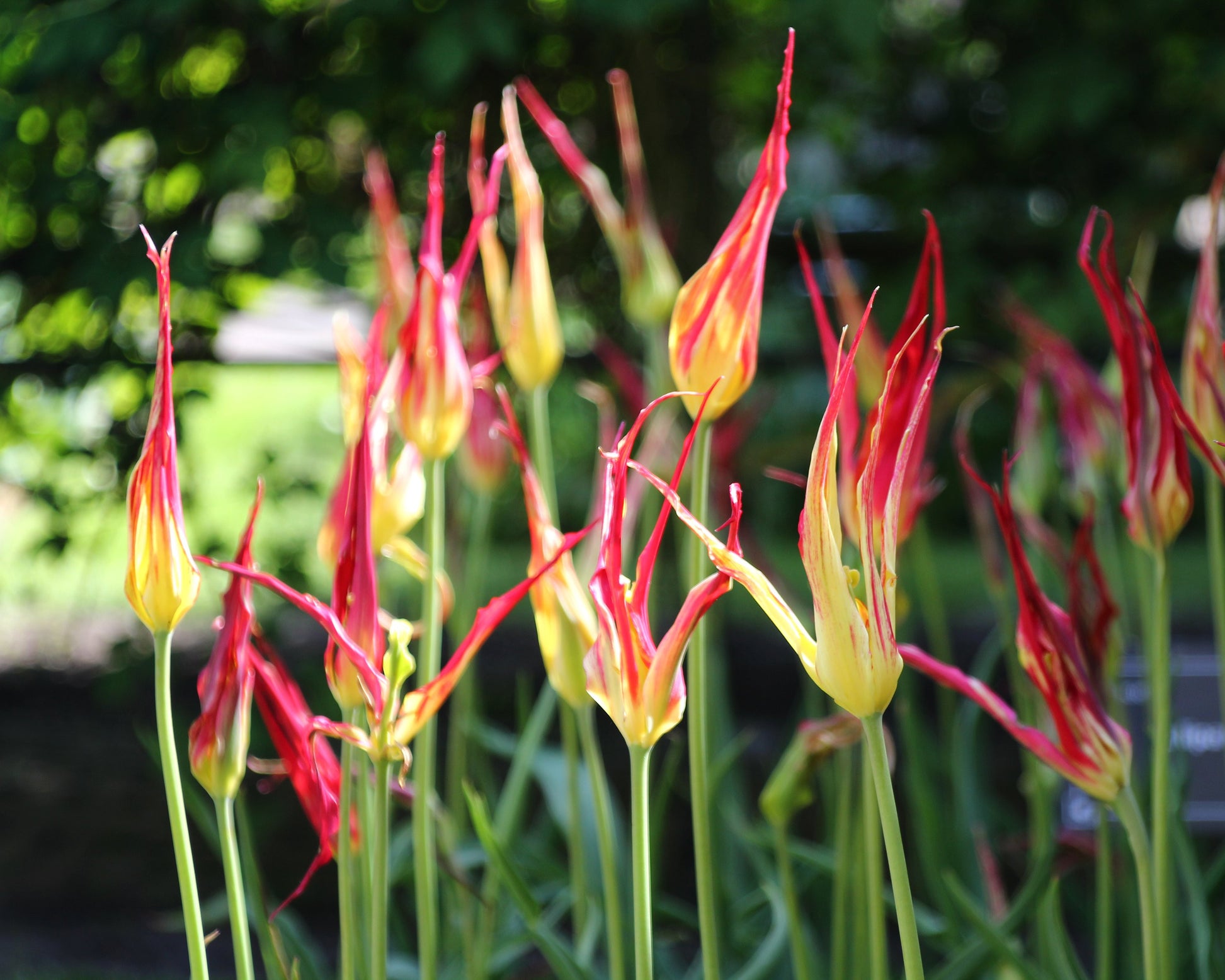 Tulip acuminata bulbs | Buy 'horned tulips' online at Farmer Gracy UK