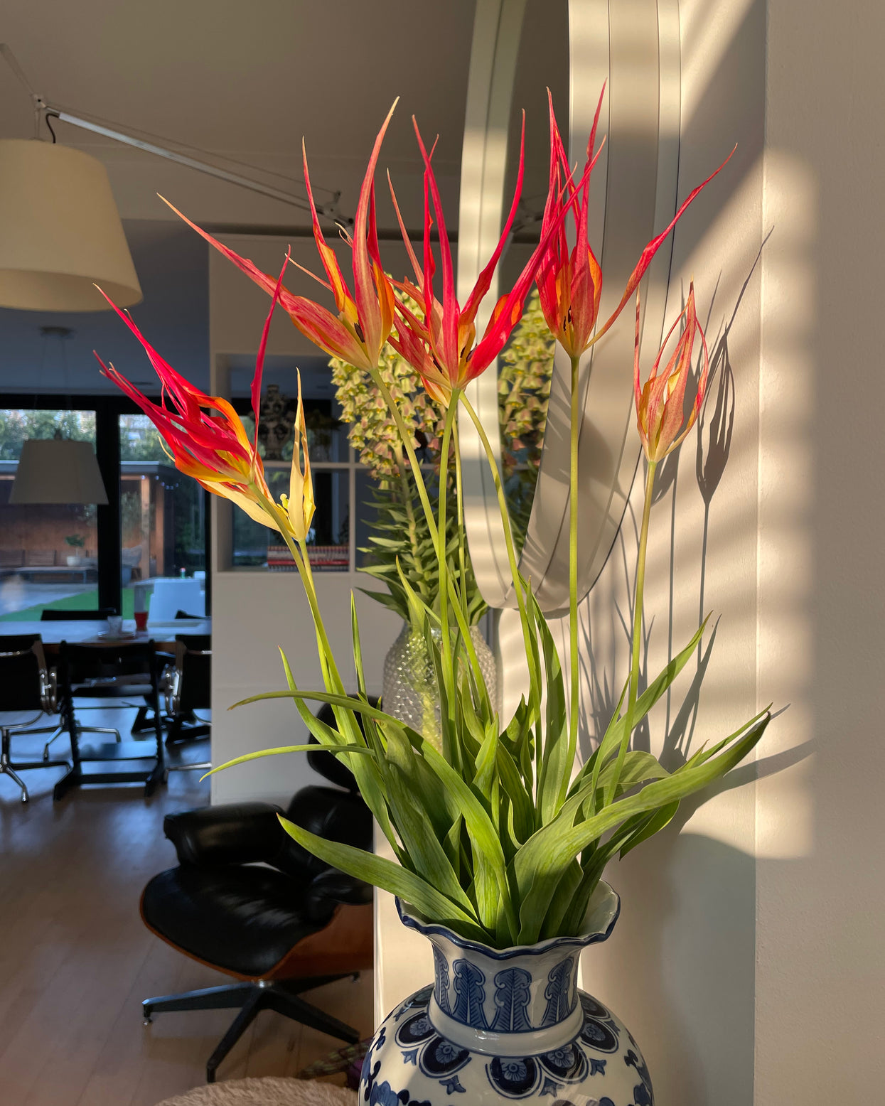 Tulip acuminata bulbs — Buy 'horned tulips' online at Farmer Gracy UK