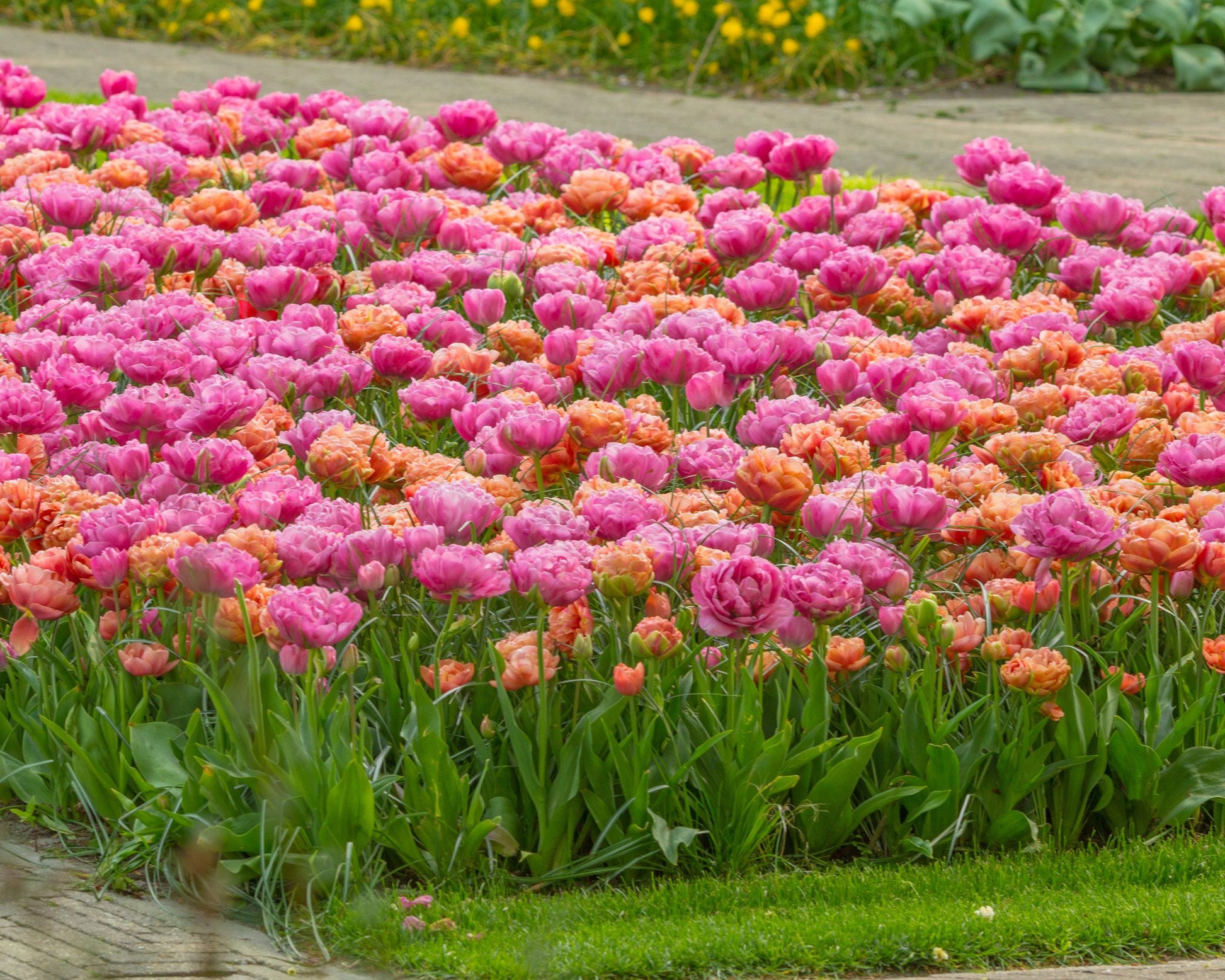 Tulip 'Amazing Grace' bulbs — Buy online at Farmer Gracy UK