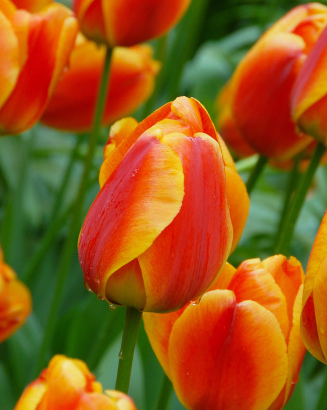 'Pride Mix' Tulip collection bulbs — Buy mixed darwin hybrid tulips ...