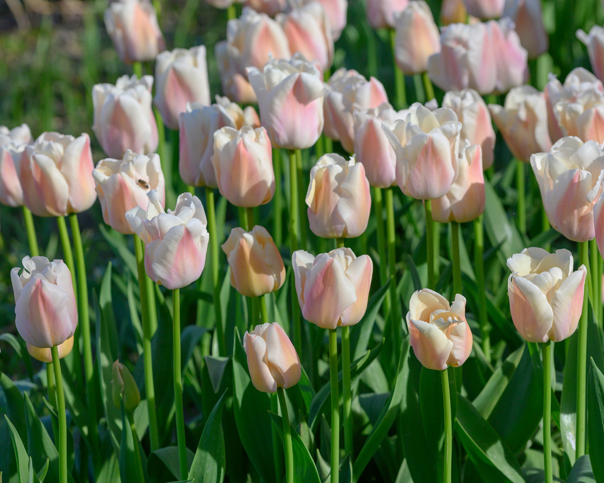 Tulip 'Apricot Pride' bulbs — Buy online at Farmer Gracy UK