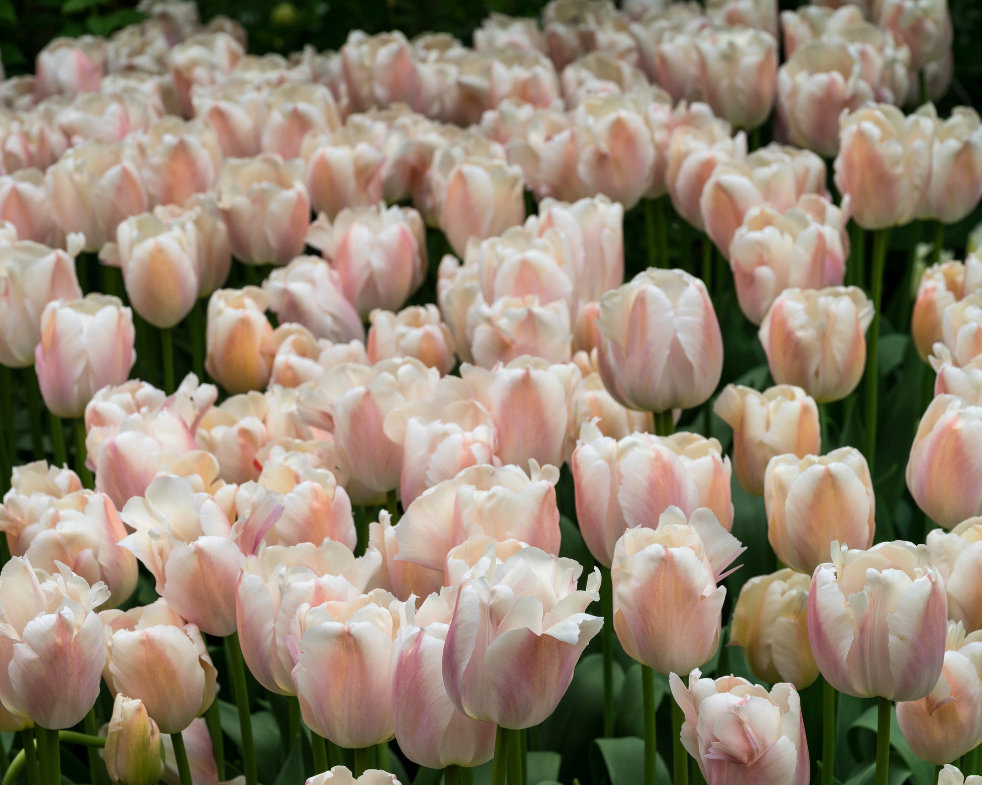 Tulip 'Apricot Pride' bulbs — Buy online at Farmer Gracy UK