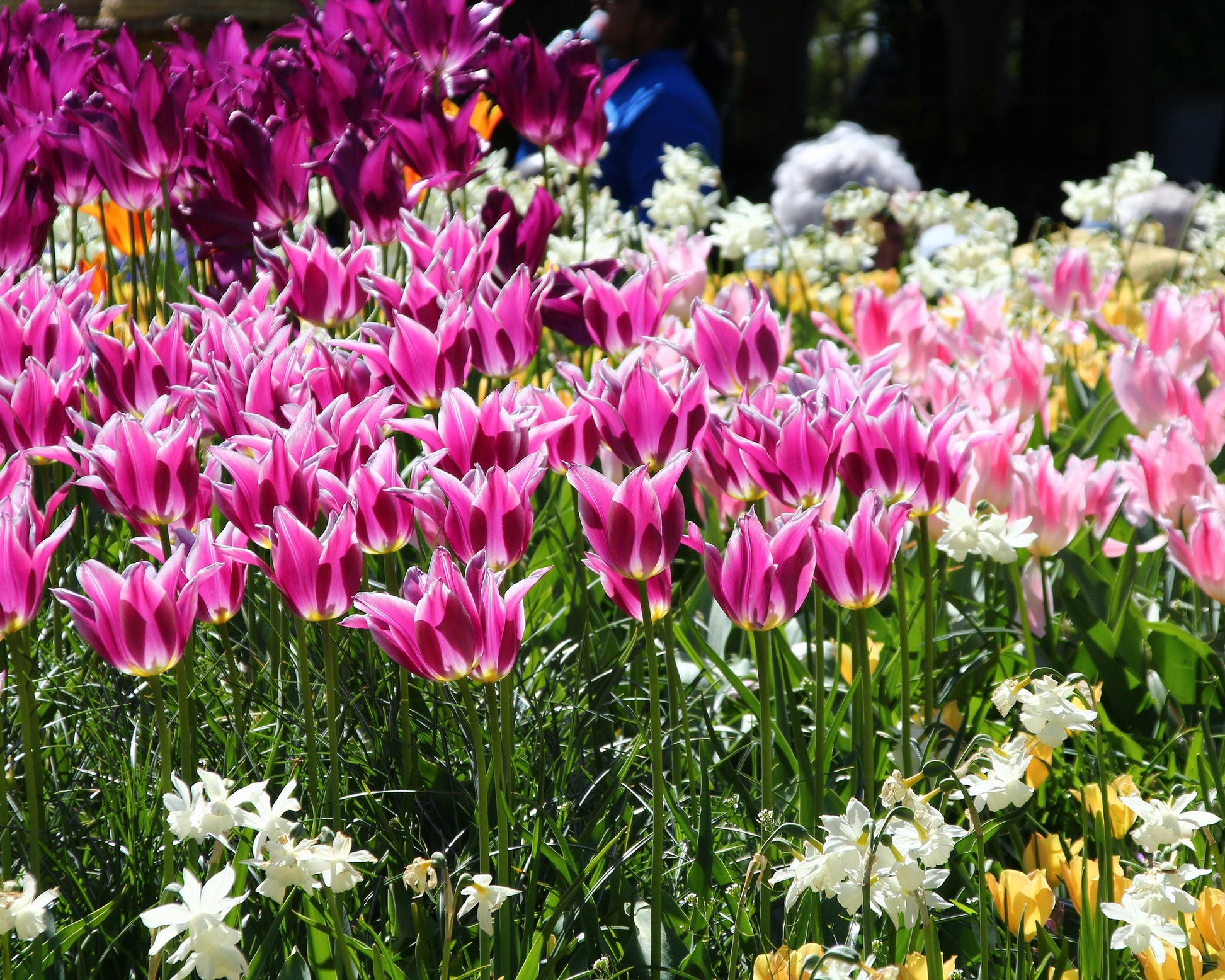 Tulip 'Ballade' bulbs — Buy online at Farmer Gracy UK