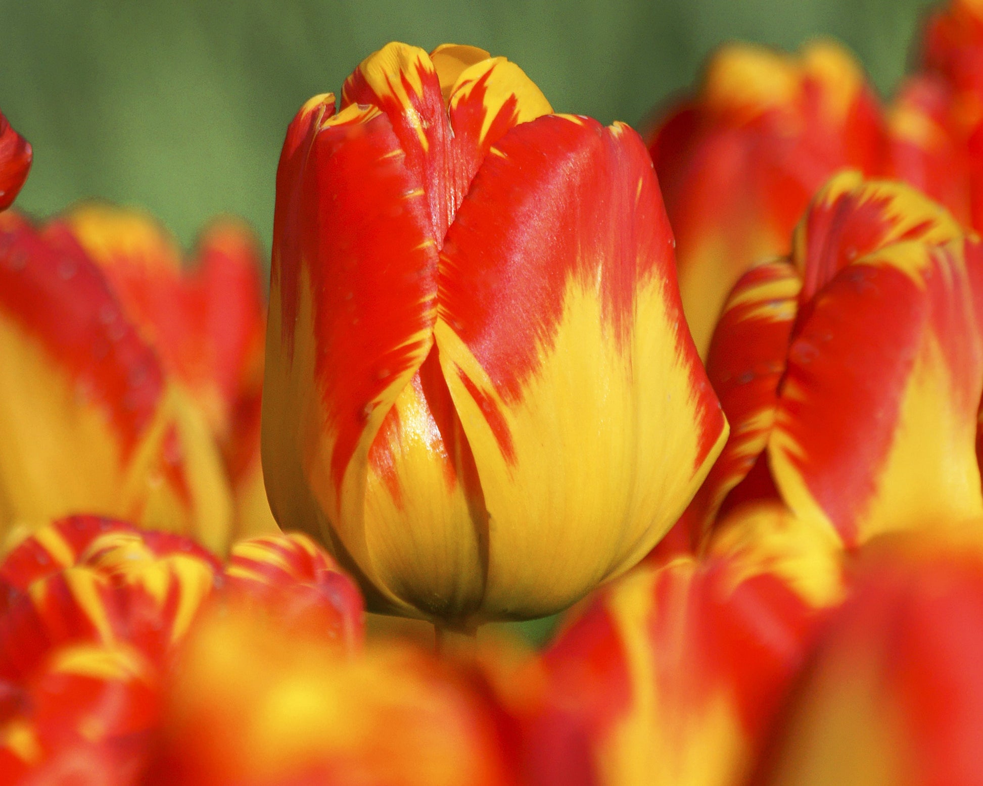Tulip 'Banja Luka' Bulbs - Buy online at Farmer Gracy UK