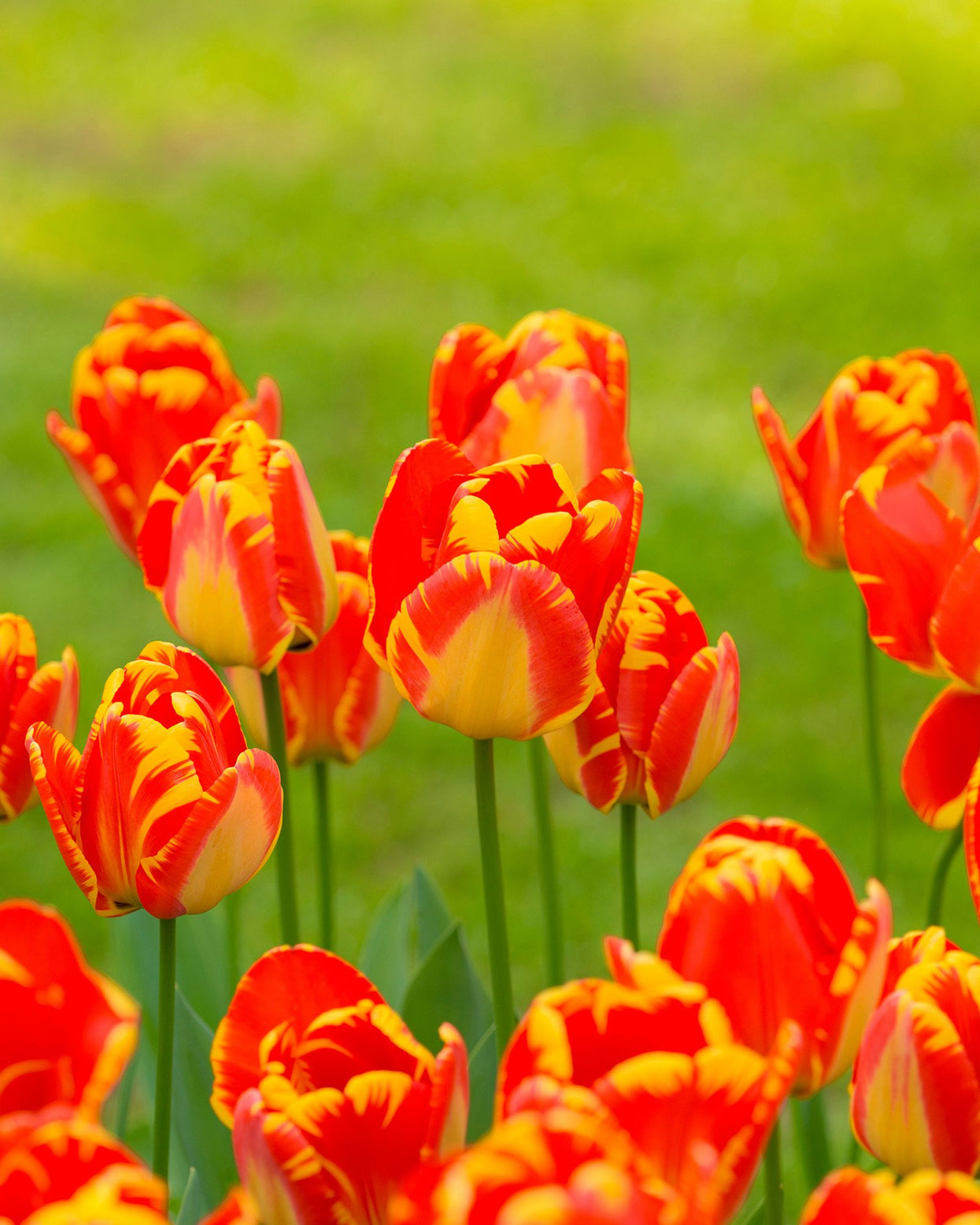 Tulip 'Banja Luka' Bulbs - Buy online at Farmer Gracy UK