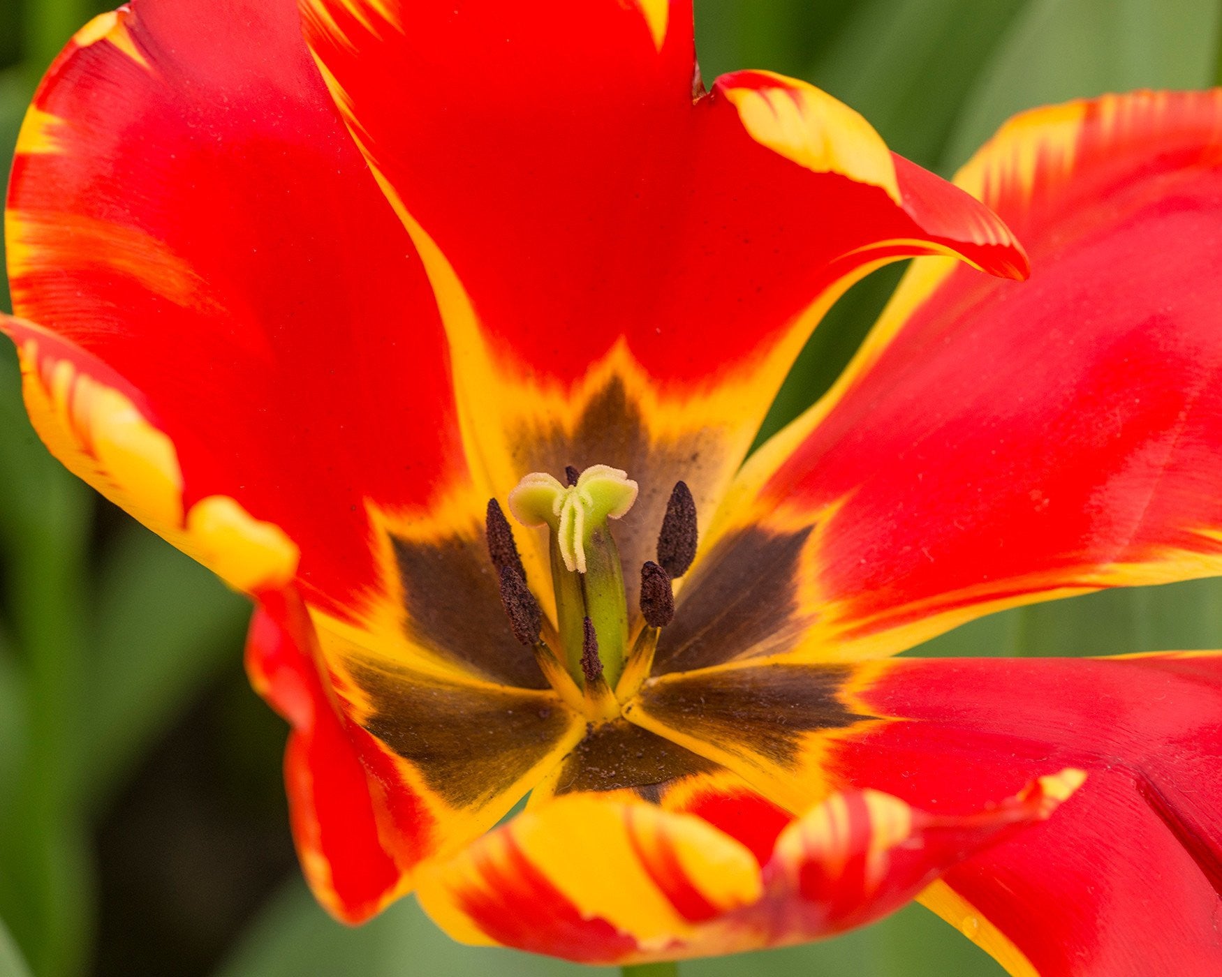 Tulip 'Banja Luka' Bulbs - Buy online at Farmer Gracy UK