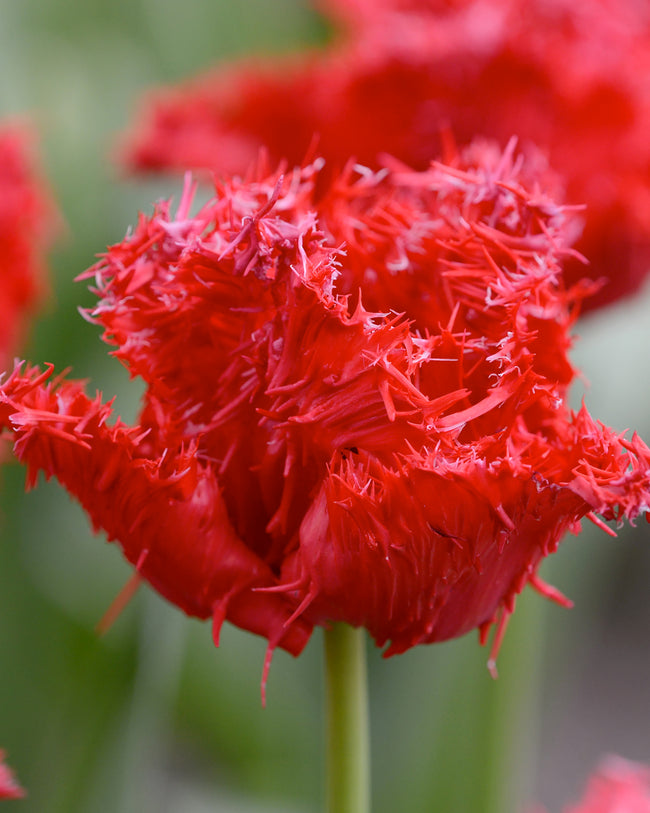 Tulip 'Fiery Dream' bulbs — Buy online at Farmer Gracy UK