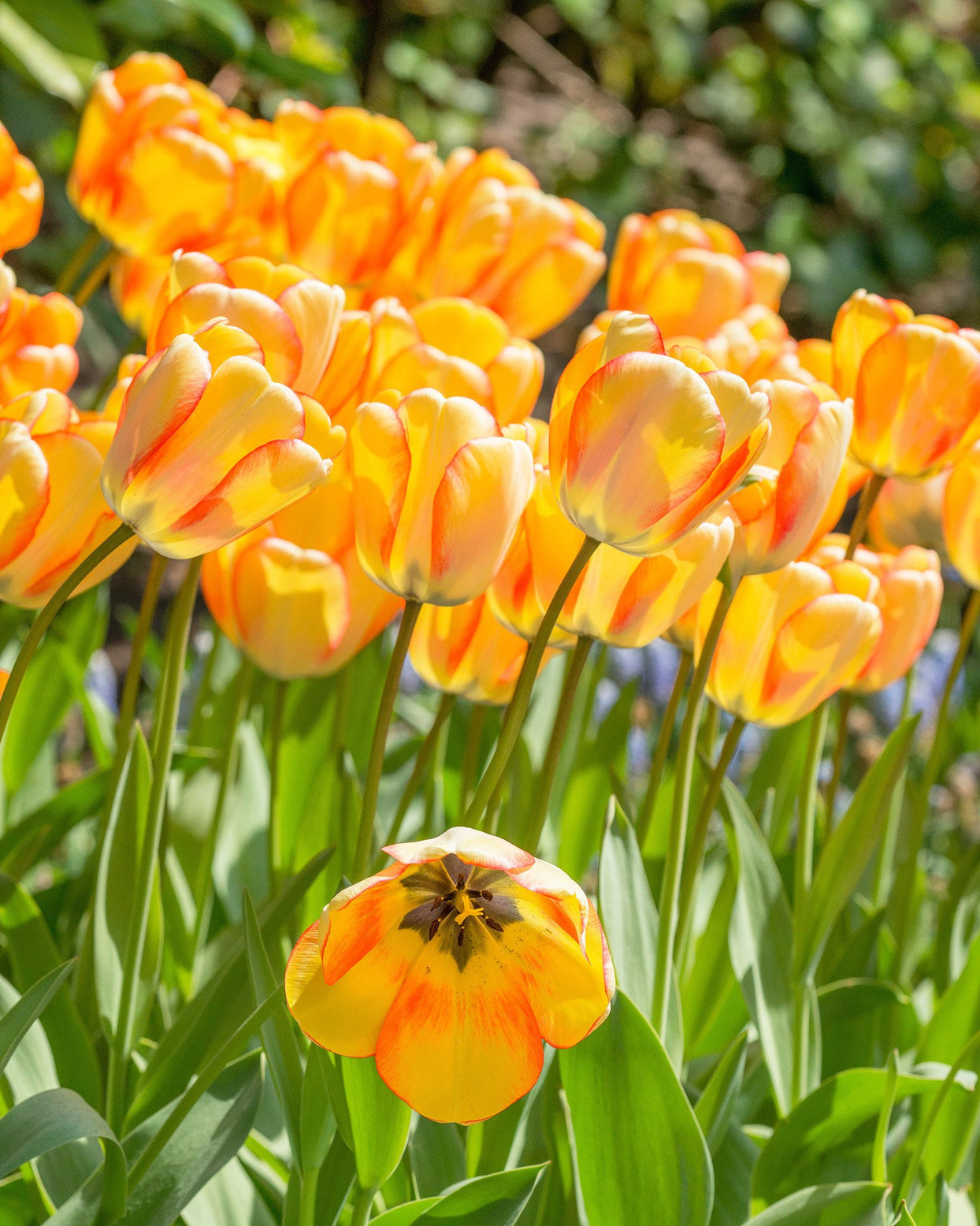 Tulip 'Beauty of Spring' Bulbs - Buy online at Farmer Gracy UK