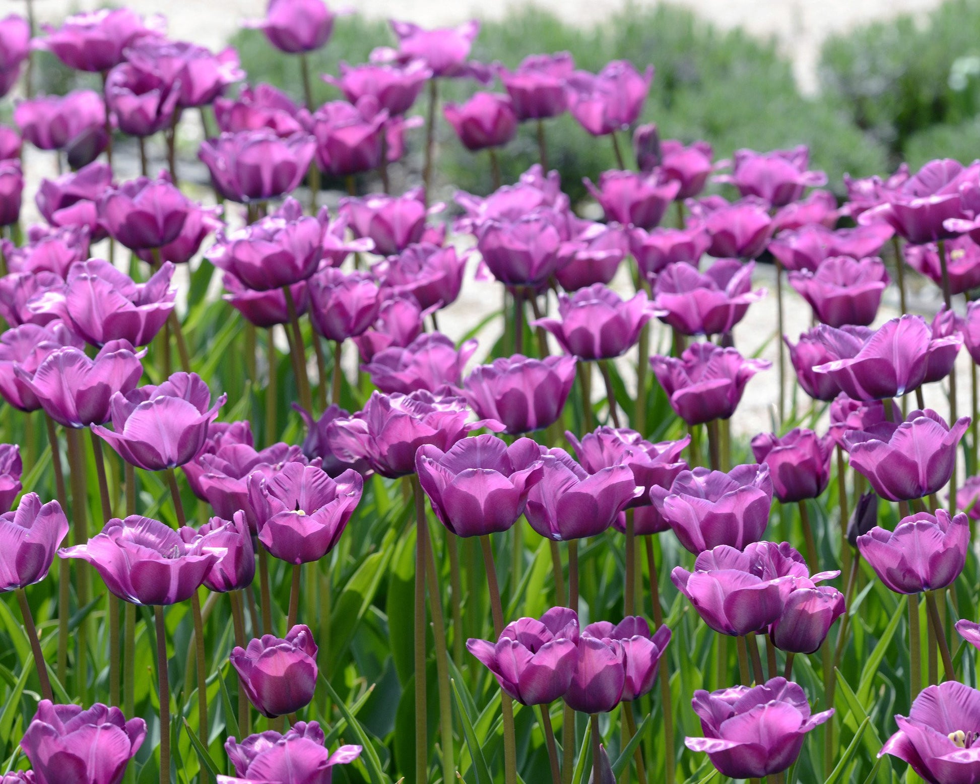 Tulip 'Bleu Aimable' bulbs — Buy online at Farmer Gracy UK