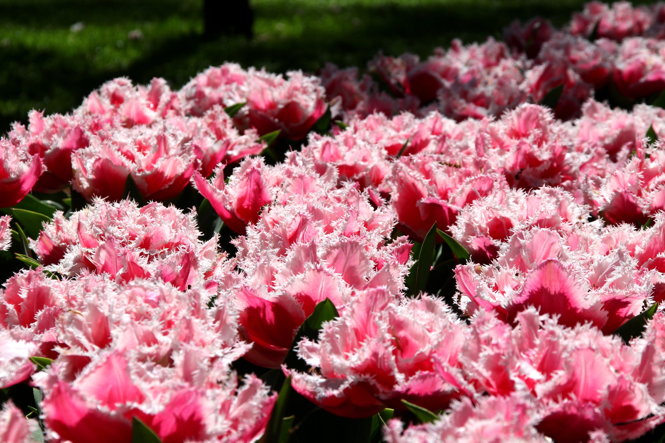 Tulip 'Queensland' bulbs — Buy online at Farmer Gracy UK