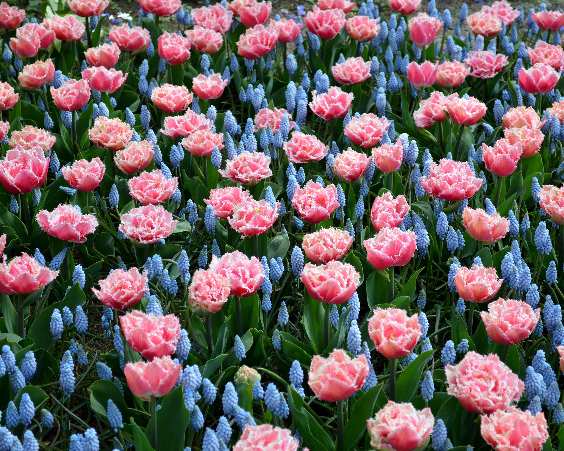 Tulip 'Queensland' bulbs — Buy online at Farmer Gracy UK
