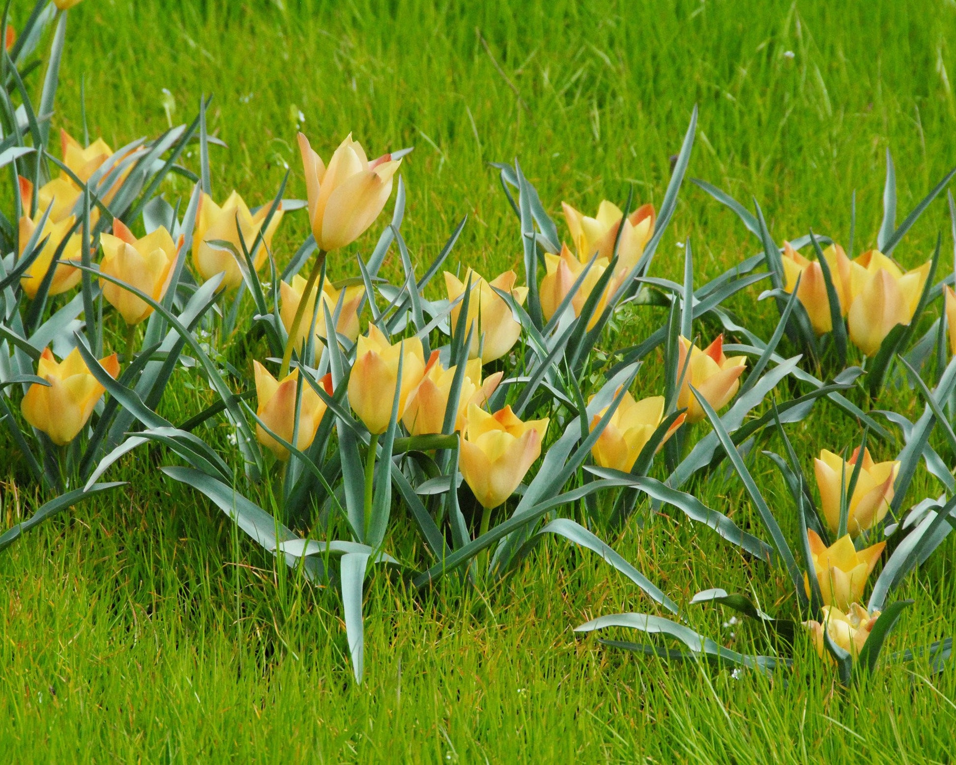 Tulip batalinii 'Bright Gem' bulbs — Buy online at Farmer Gracy UK