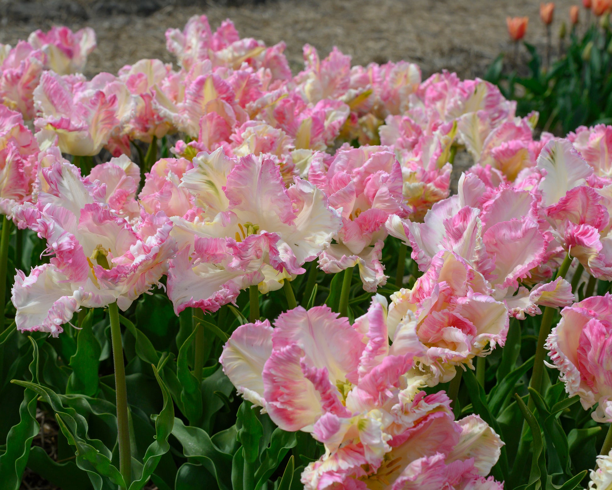 Tulip 'Cabanna' bulbs — Buy white/pink parrot tulips online at Farmer ...