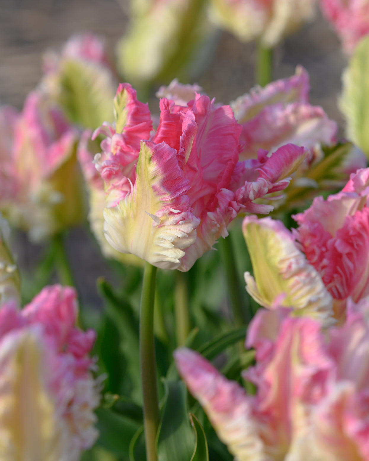 Tulip 'Cabanna' bulbs — Buy white/pink parrot tulips online at Farmer ...