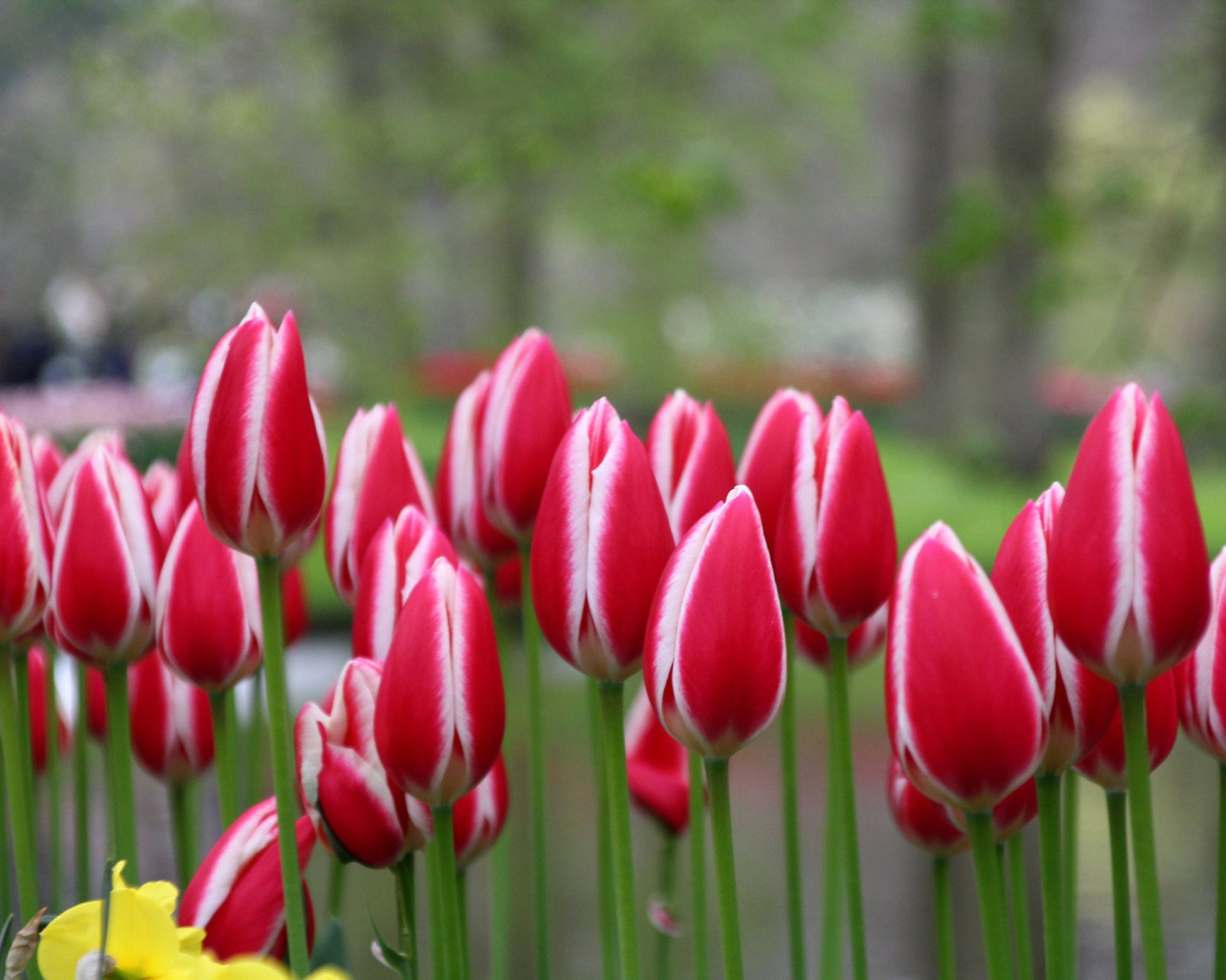 Tulip 'Candy Apple Delight' Bulbs - Buy online at Farmer Gracy UK