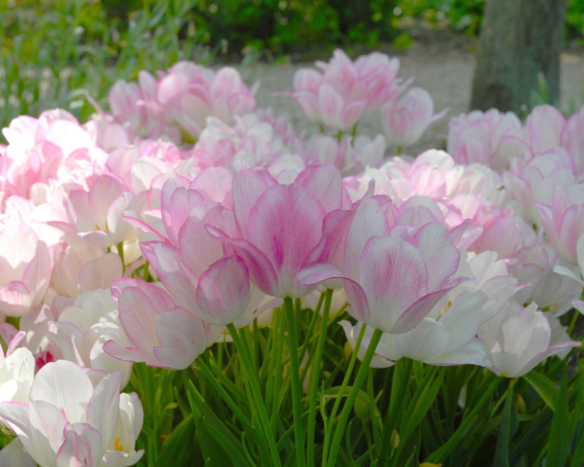 Tulip 'Candy Club' bulbs — Buy online at Farmer Gracy UK
