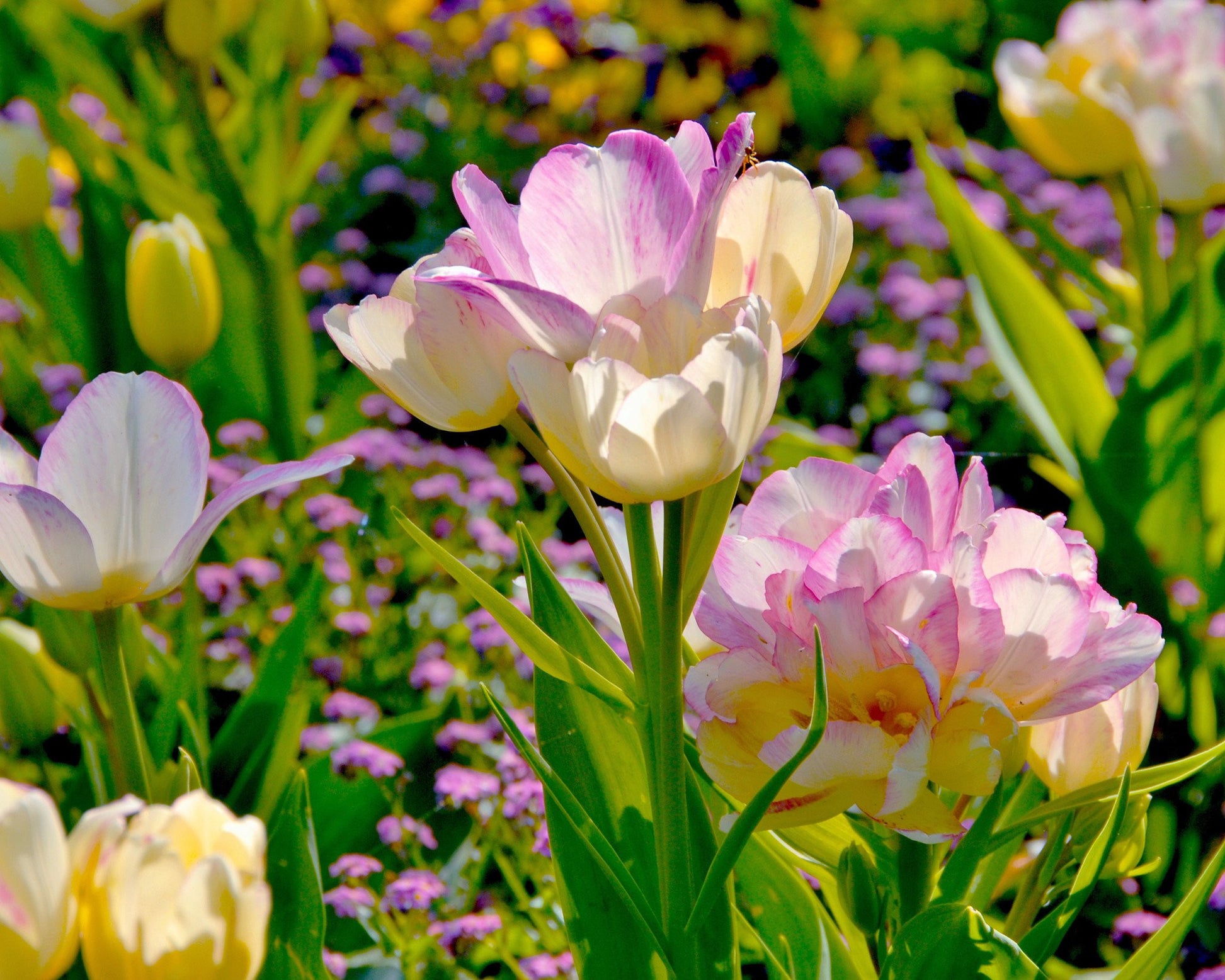 Tulip 'Candy Club' bulbs — Buy online at Farmer Gracy UK