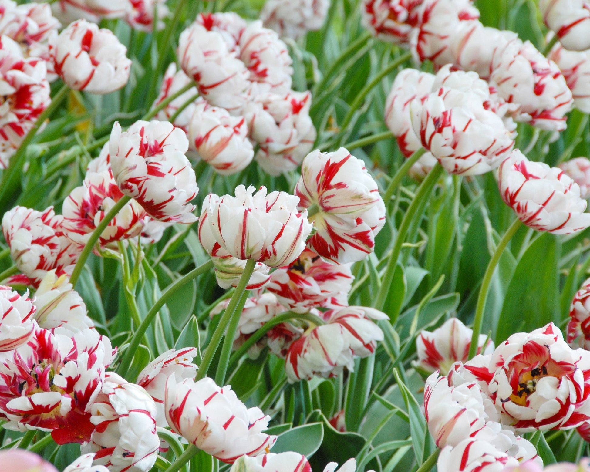 Tulip 'Carnaval de Nice' bulbs — Buy online at Farmer Gracy UK