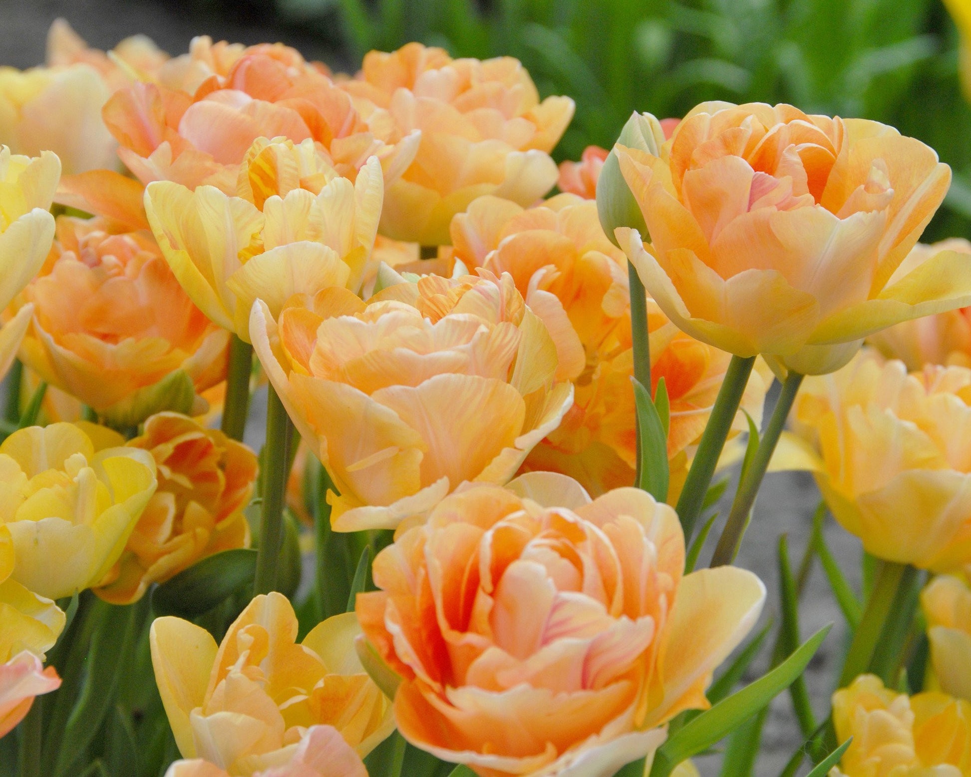 Tulip 'Charming Lady' bulbs — Buy online at Farmer Gracy UK