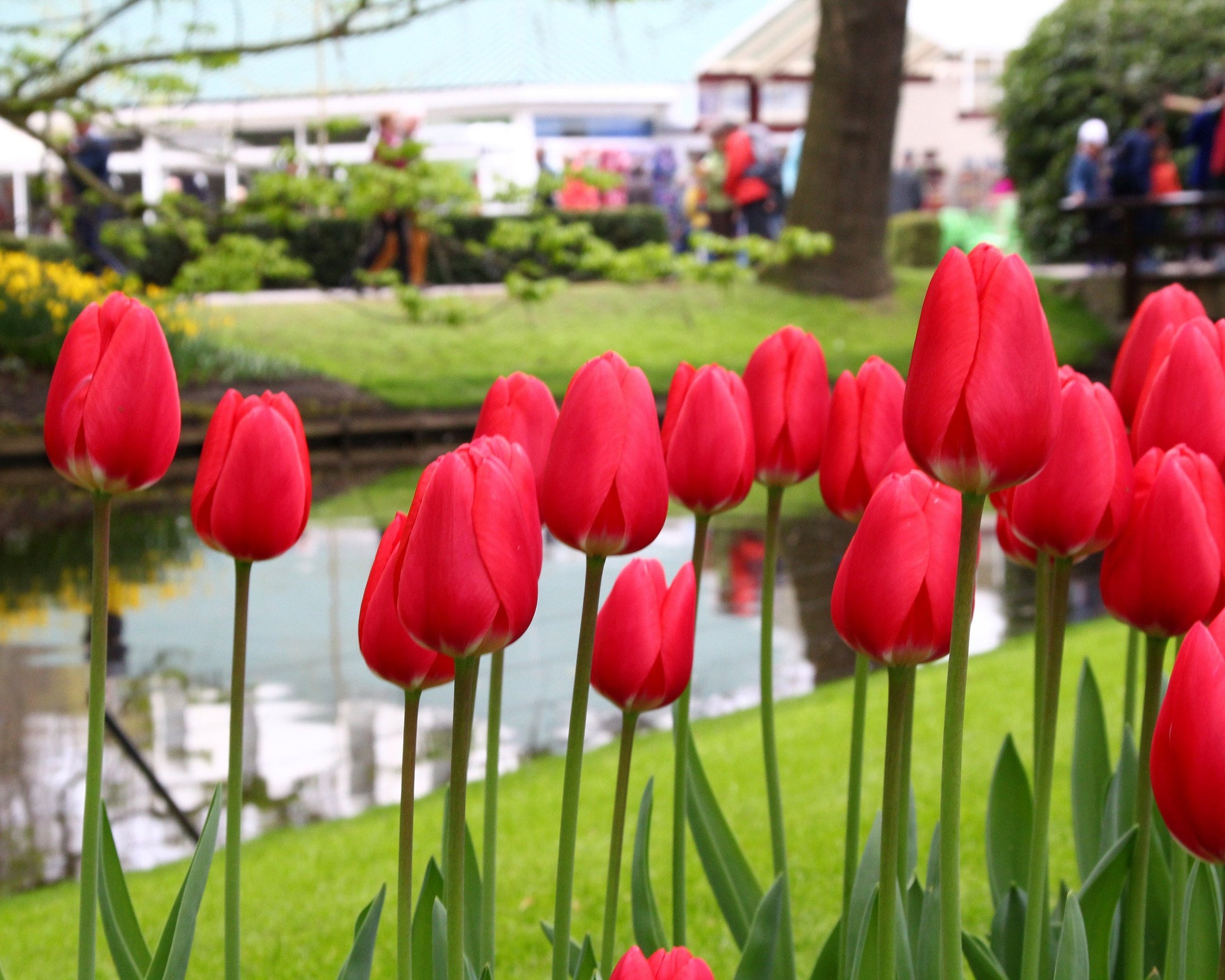 Tulip 'Cherry Delight' bulbs — Buy online at Farmer Gracy UK