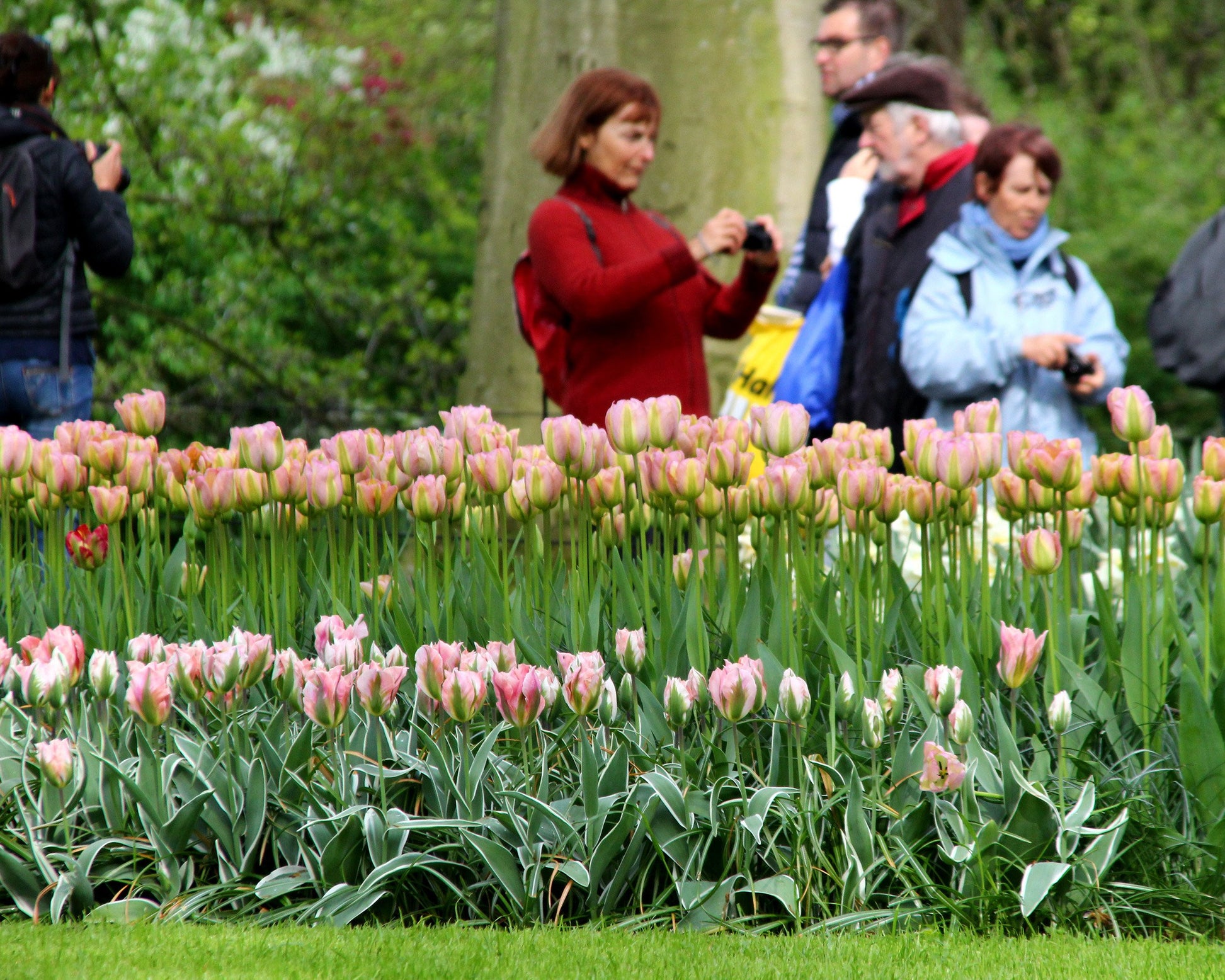 Tulip 'China Town' bulbs | Buy online at Farmer Gracy UK