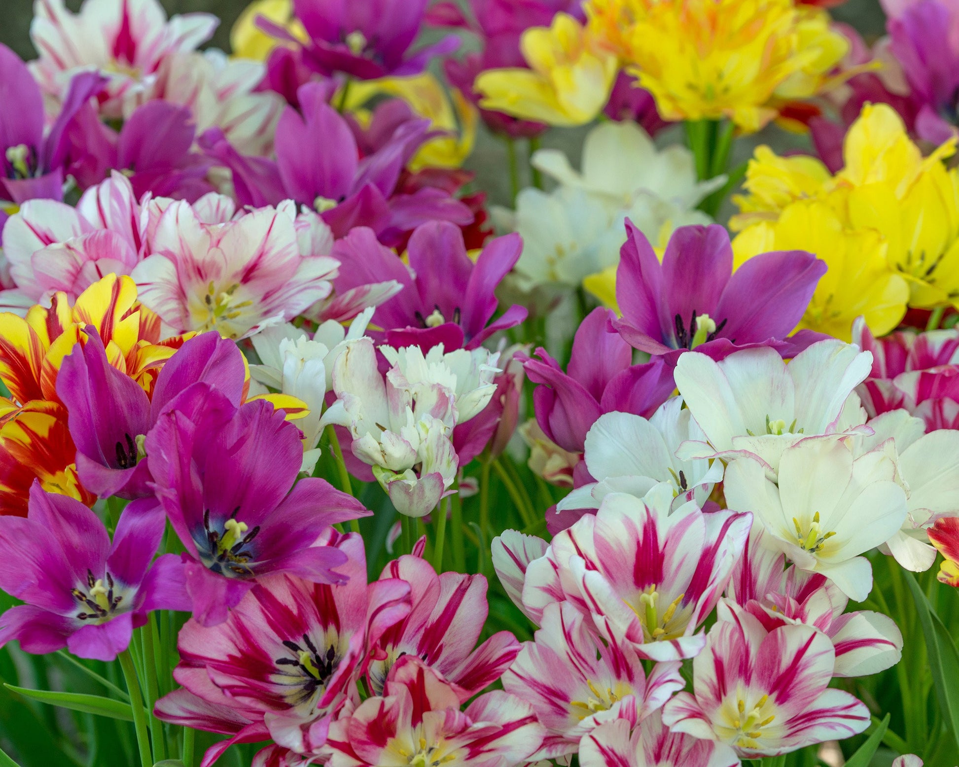 'Club Mix' Tulip collection | Buy online at Farmer Gracy UK