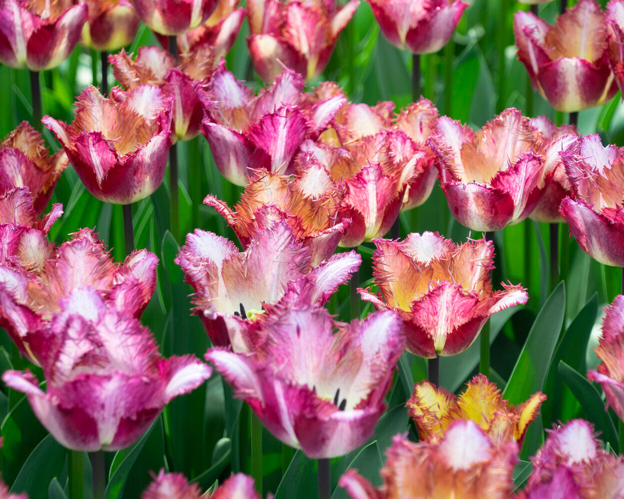 Tulip 'Colour Fusion' bulbs — Buy online at Farmer Gracy UK