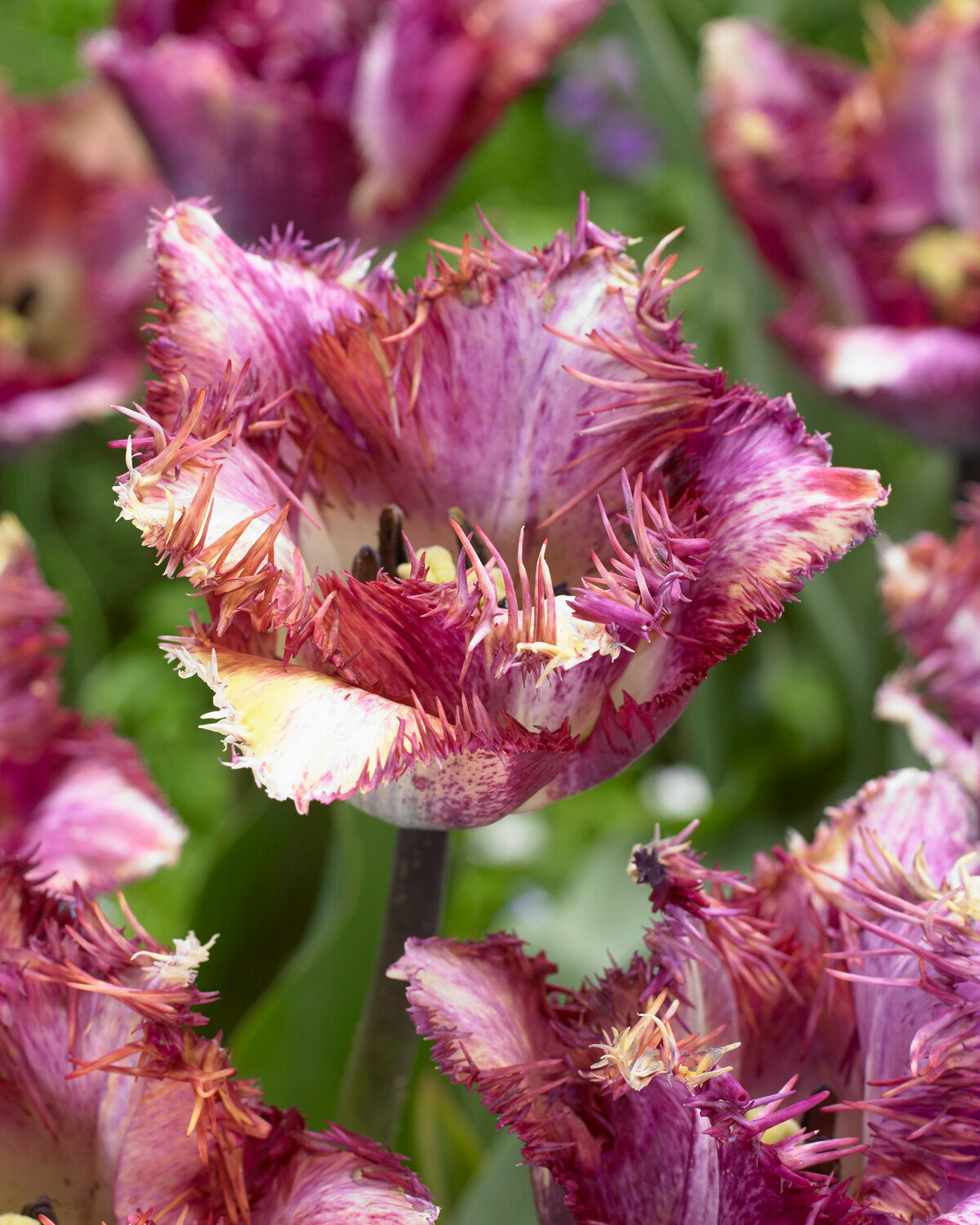 Tulip 'Colour Fusion' bulbs — Buy online at Farmer Gracy UK