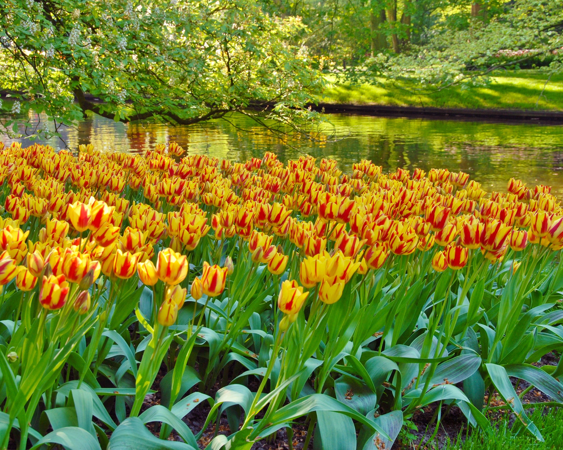 Tulip 'Colour Spectacle' Bulbs - Buy online at Farmer Gracy UK