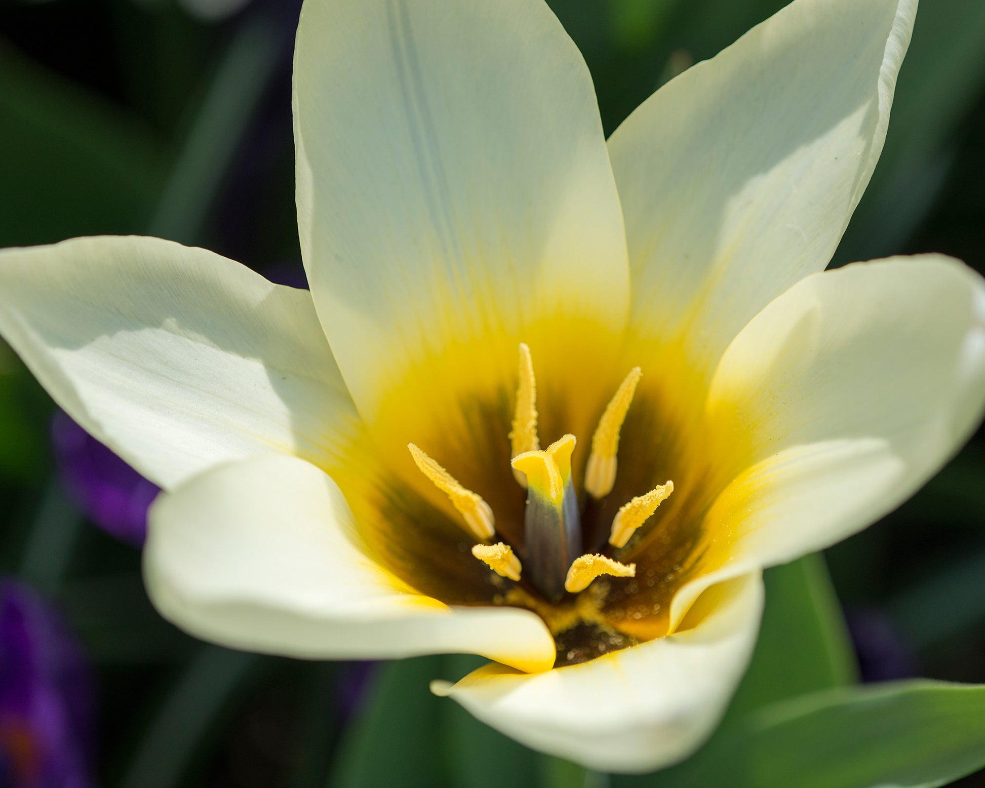 Tulip 'Concerto' bulbs — Buy online at Farmer Gracy UK