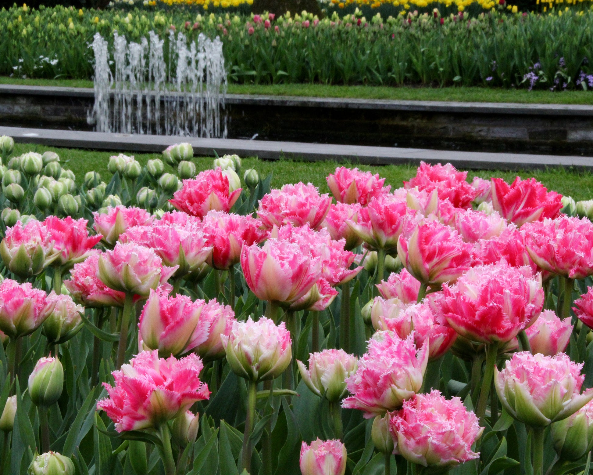 Tulip 'Cool Crystal' bulbs — Buy online at Farmer Gracy UK
