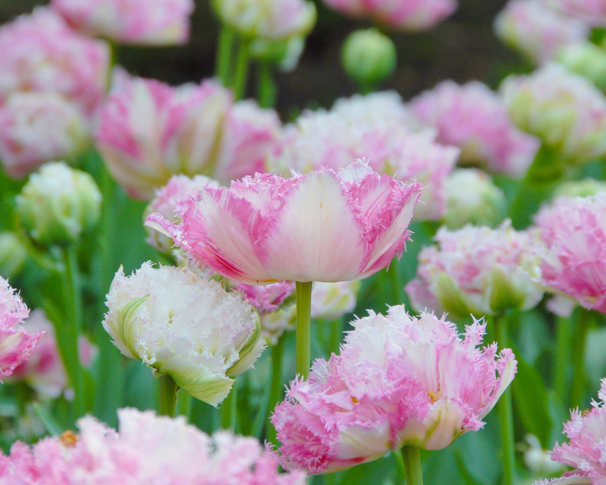 Tulip 'Cool Crystal' bulbs — Buy online at Farmer Gracy UK