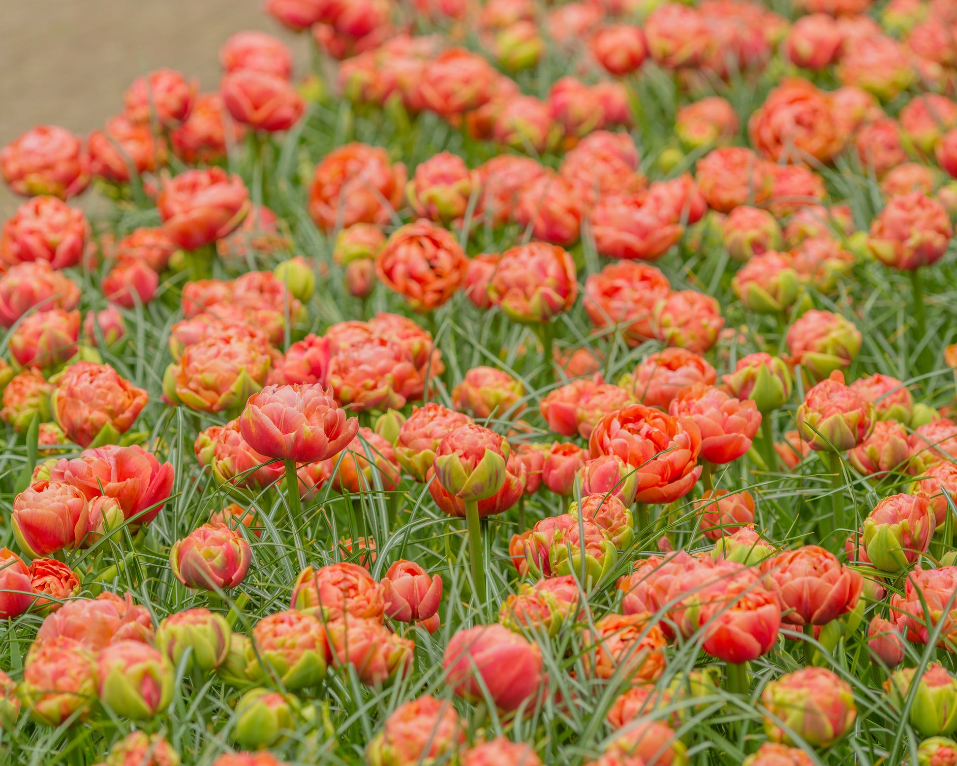 Tulip 'Copper Image' bulbs — Buy online at Farmer Gracy UK