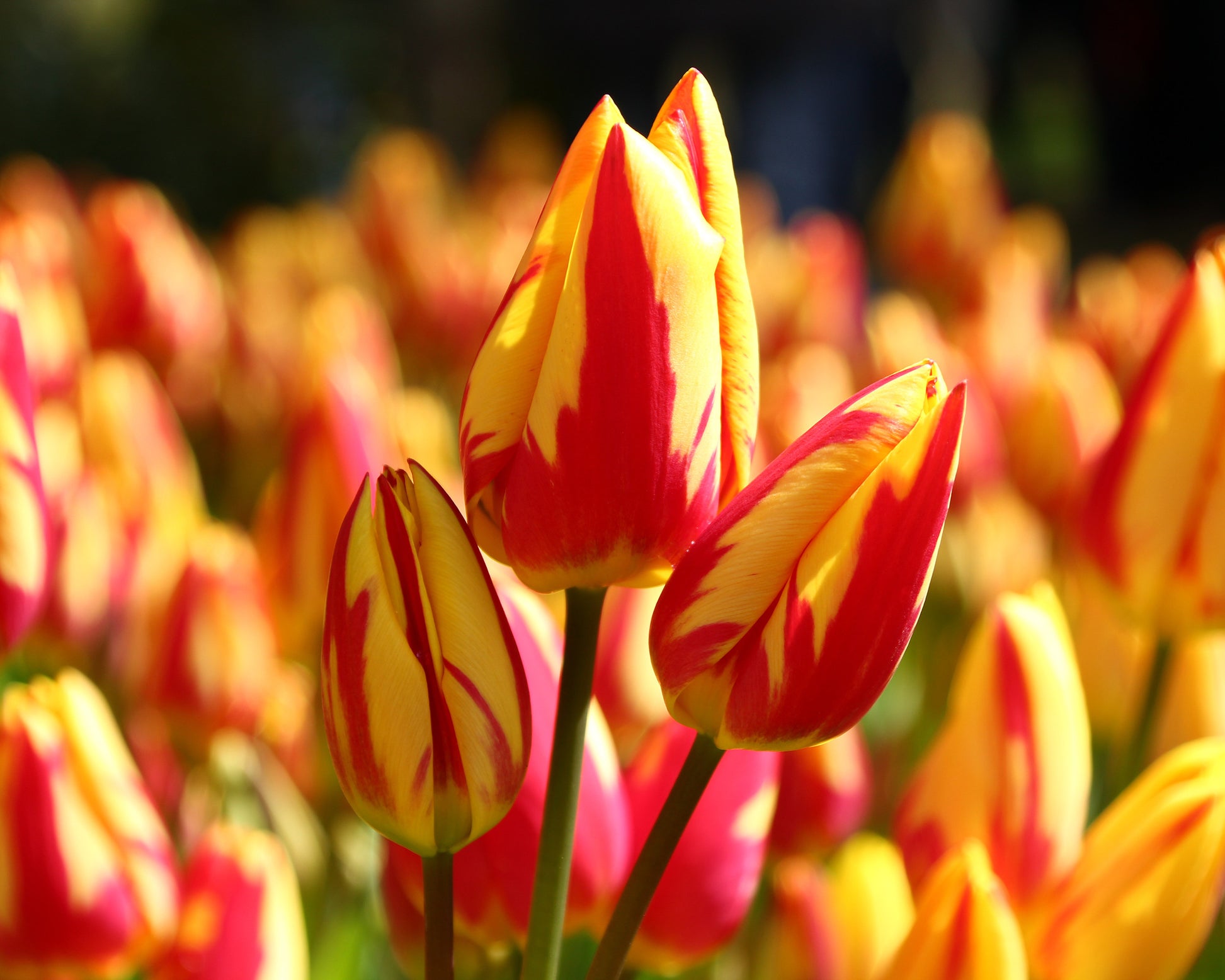 Tulip 'Colour Spectacle' Bulbs - Buy online at Farmer Gracy UK