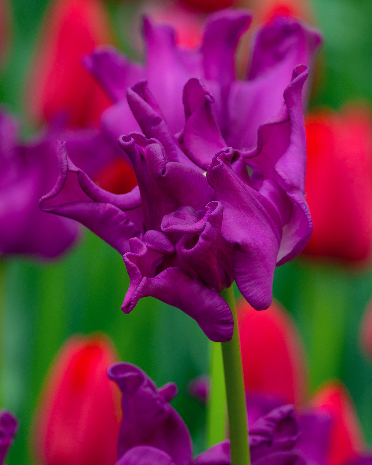 Tulip 'Crown of Negrita' bulbs — Buy online at Farmer Gracy UK
