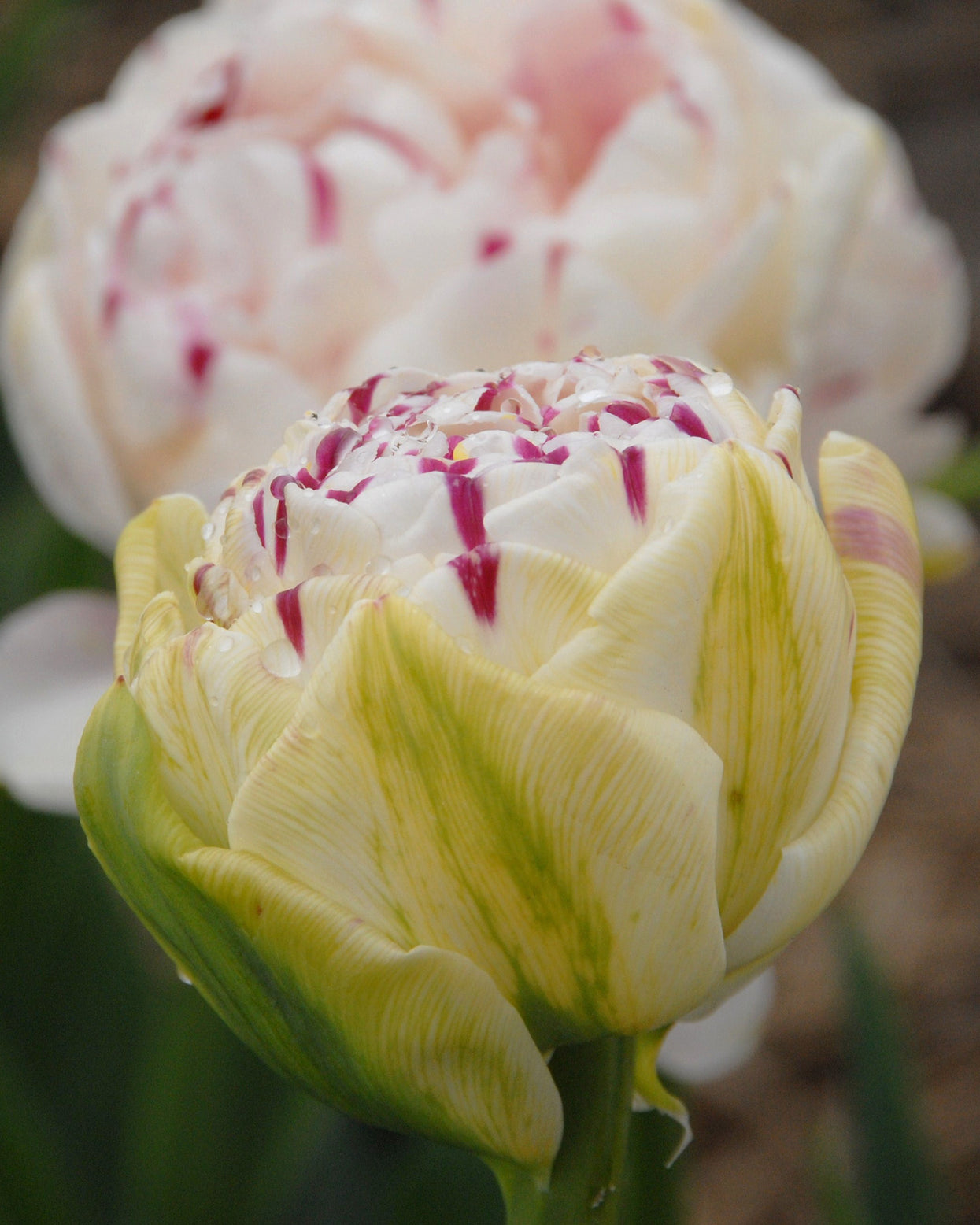Tulip 'Danceline' bulbs — Buy online at Farmer Gracy UK