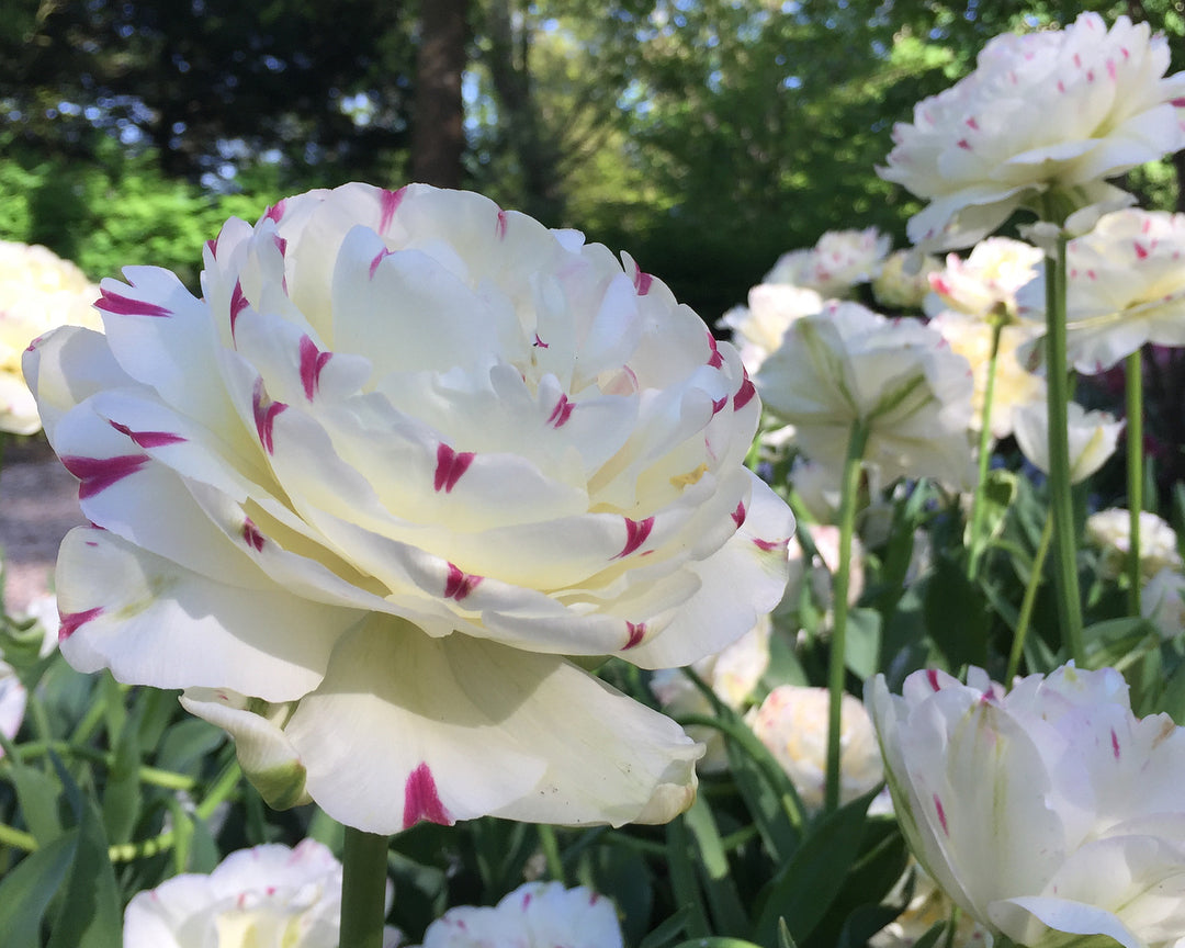 Tulip 'Danceline' bulbs — Buy online at Farmer Gracy UK