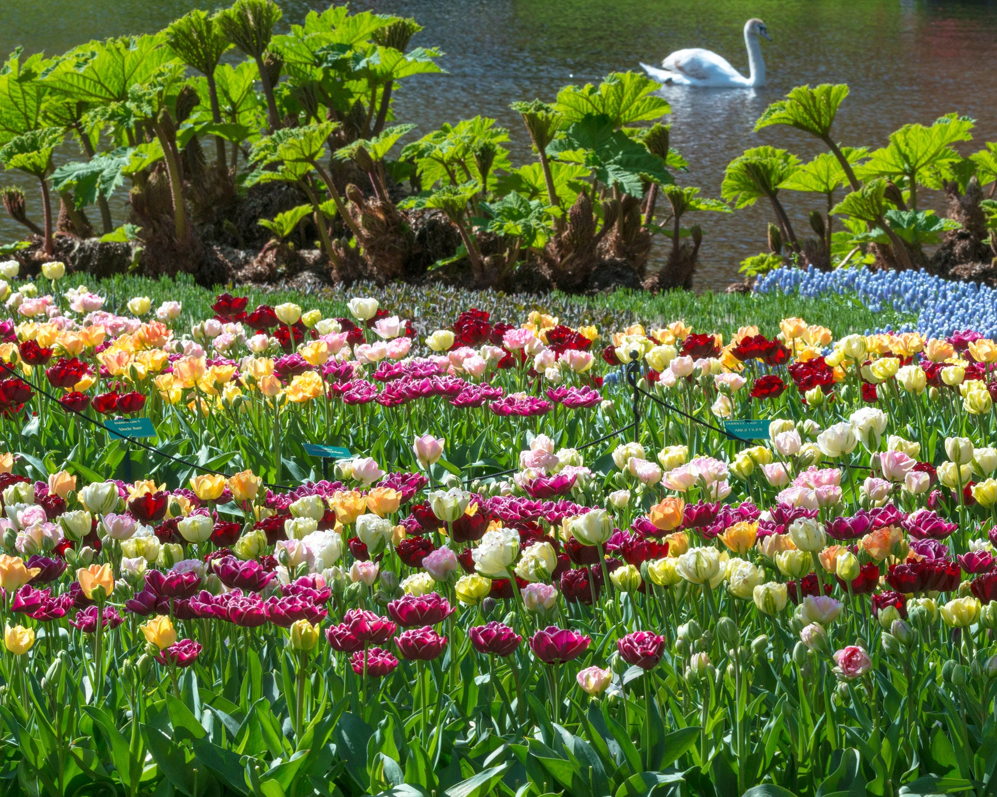 Double Tulips Mixed Colours bulbs | Buy online at Farmer Gracy UK
