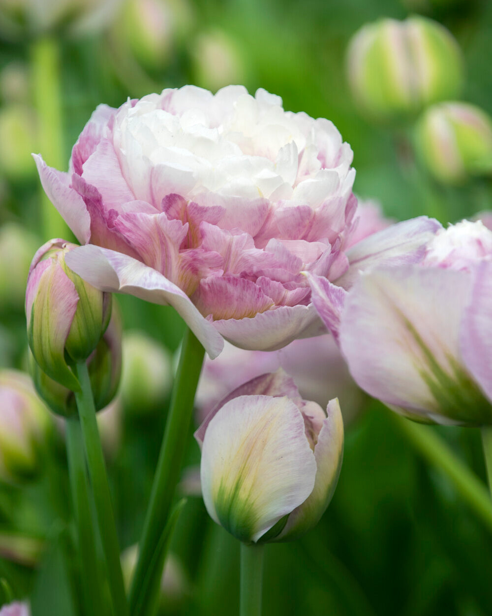 Tulip 'Double Surprise' bulbs | Buy online at Farmer Gracy UK