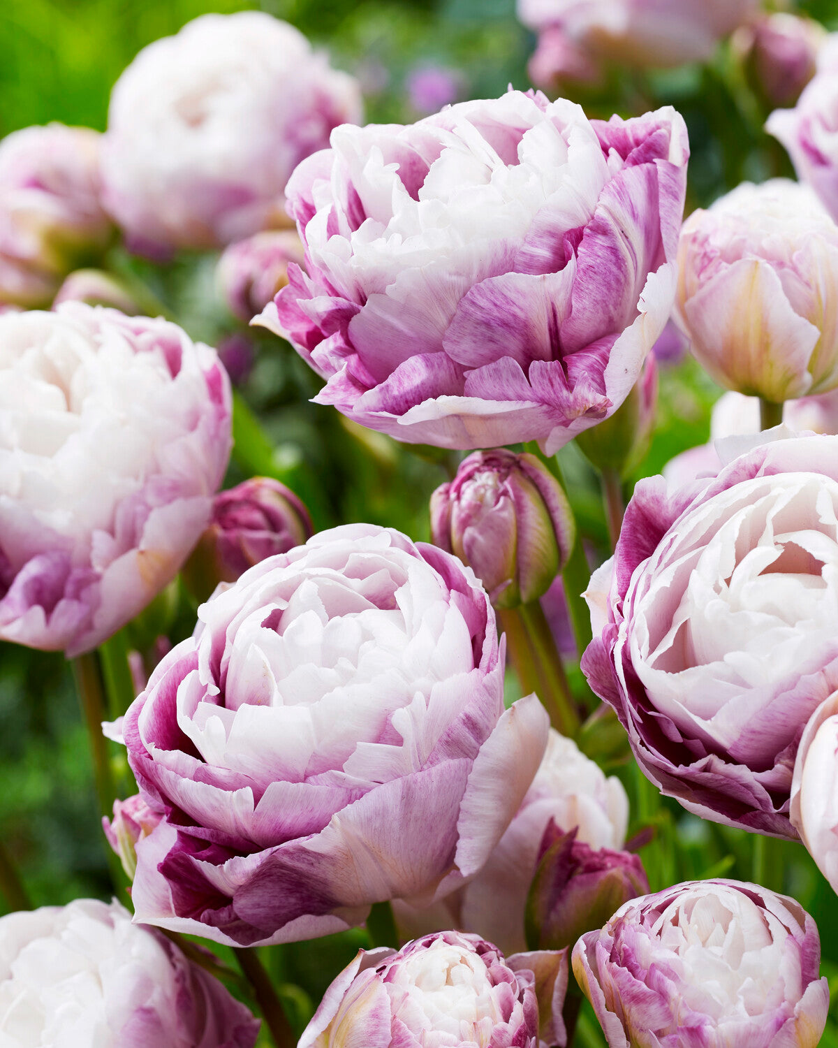 Tulip 'Double Surprise' bulbs | Buy online at Farmer Gracy UK