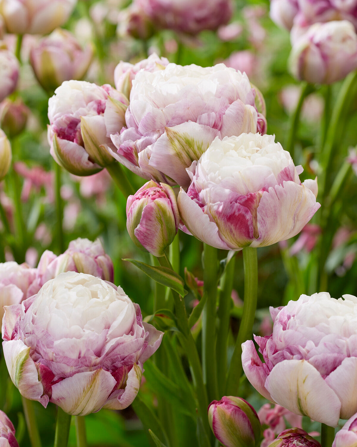 Tulip 'Double Surprise' bulbs | Buy online at Farmer Gracy UK