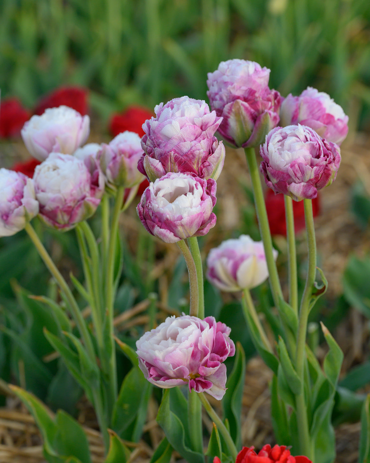 Tulip 'Double Surprise' bulbs — Buy online at Farmer Gracy UK