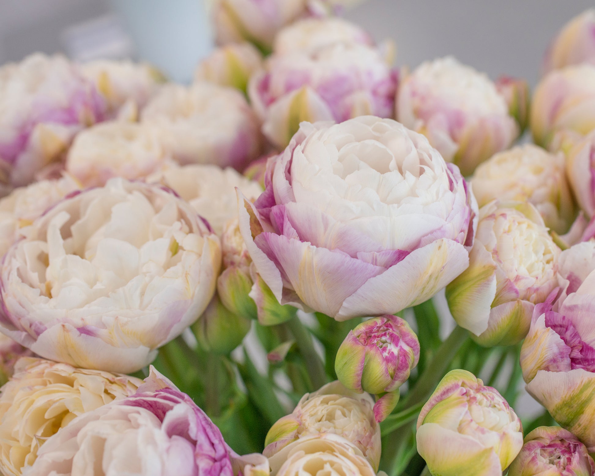 Tulip 'Double Surprise' bulbs | Buy online at Farmer Gracy UK