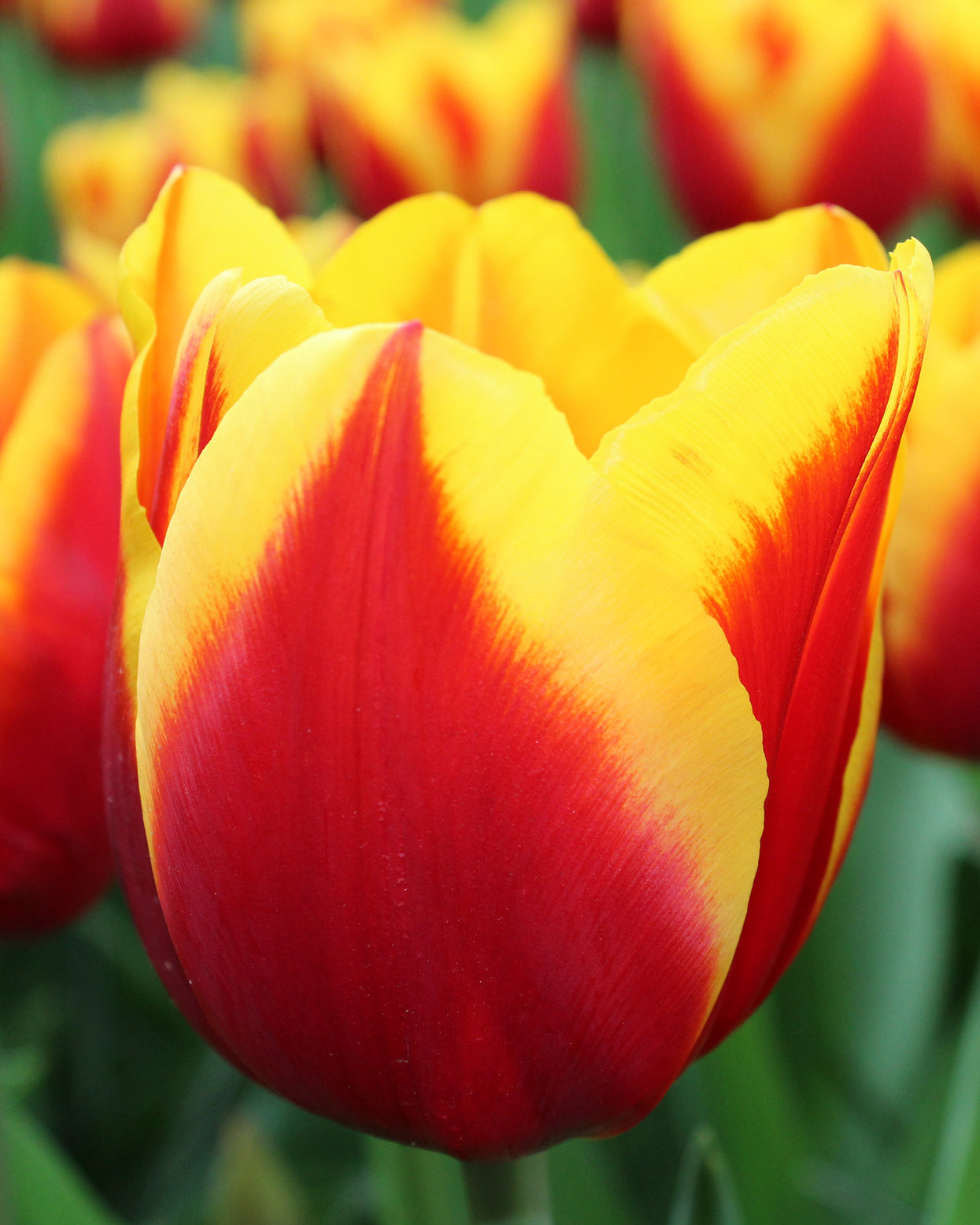 Tulip 'Dow Jones' bulbs — Buy online at Farmer Gracy UK