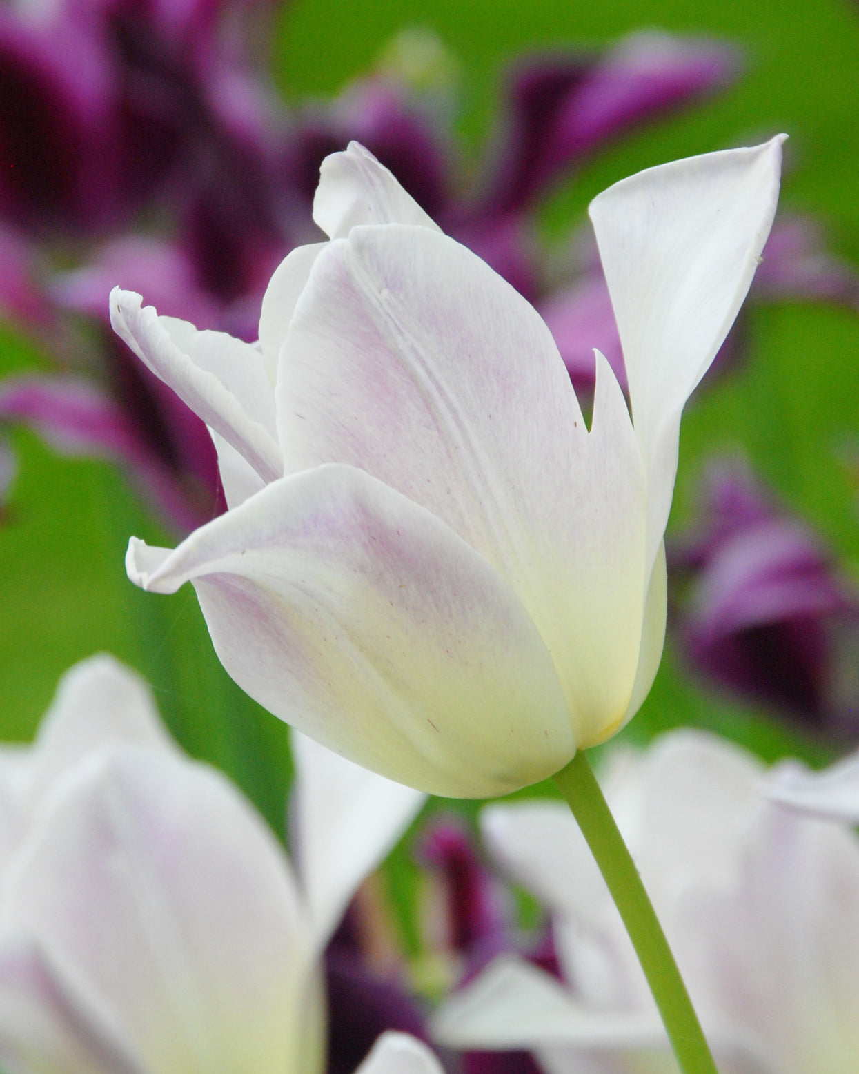 Tulip 'Elegant Lady' Bulbs - Buy online at Farmer Gracy UK