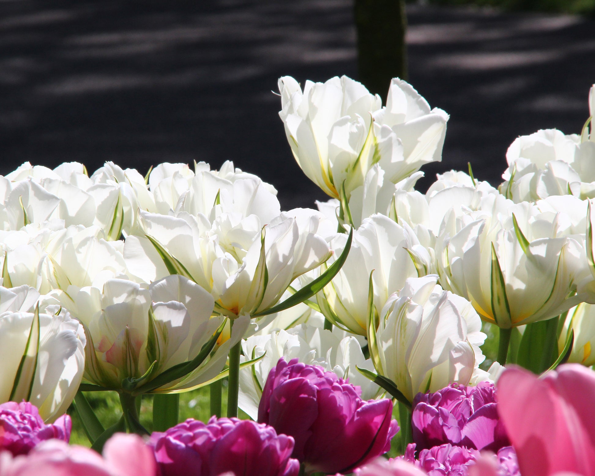 Tulip 'Exotic Emperor' bulbs | Buy online at Farmer Gracy UK
