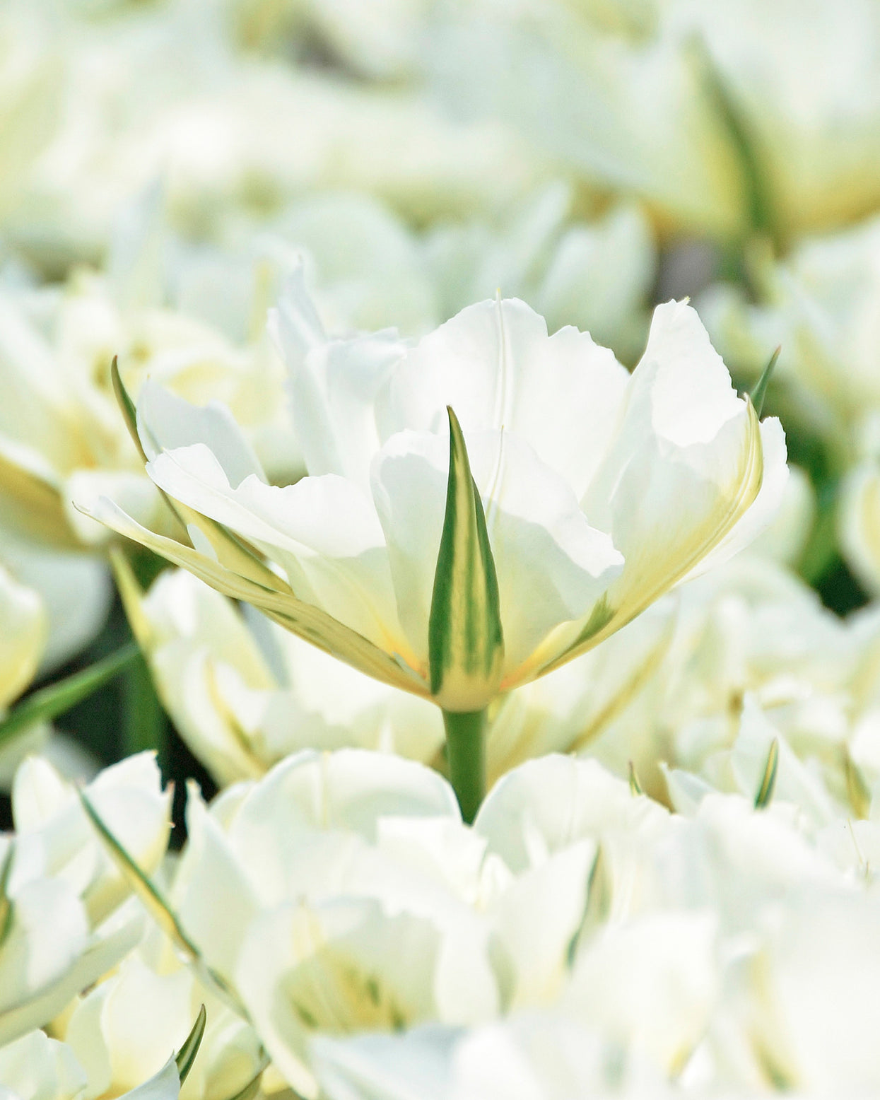 Tulip 'Exotic Emperor' bulbs | Buy online at Farmer Gracy UK