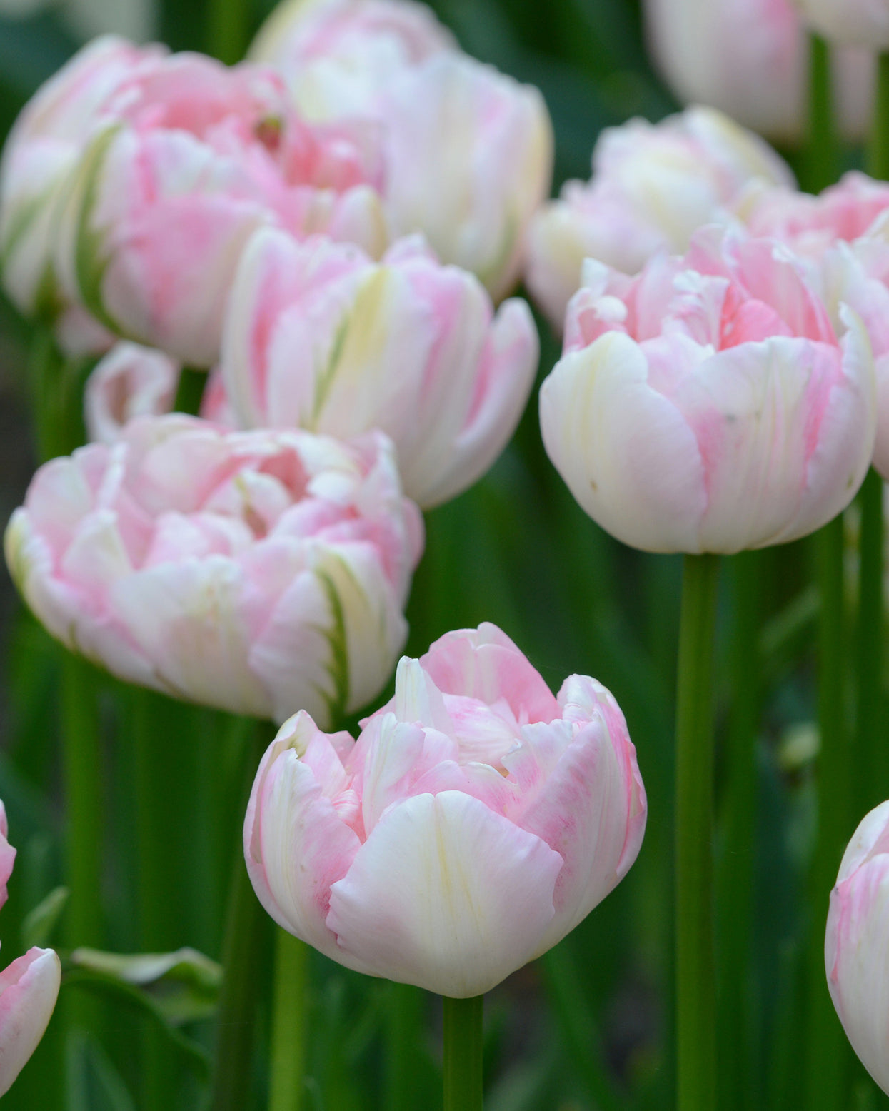 Tulip 'Finola' bulbs — Buy online at Farmer Gracy UK