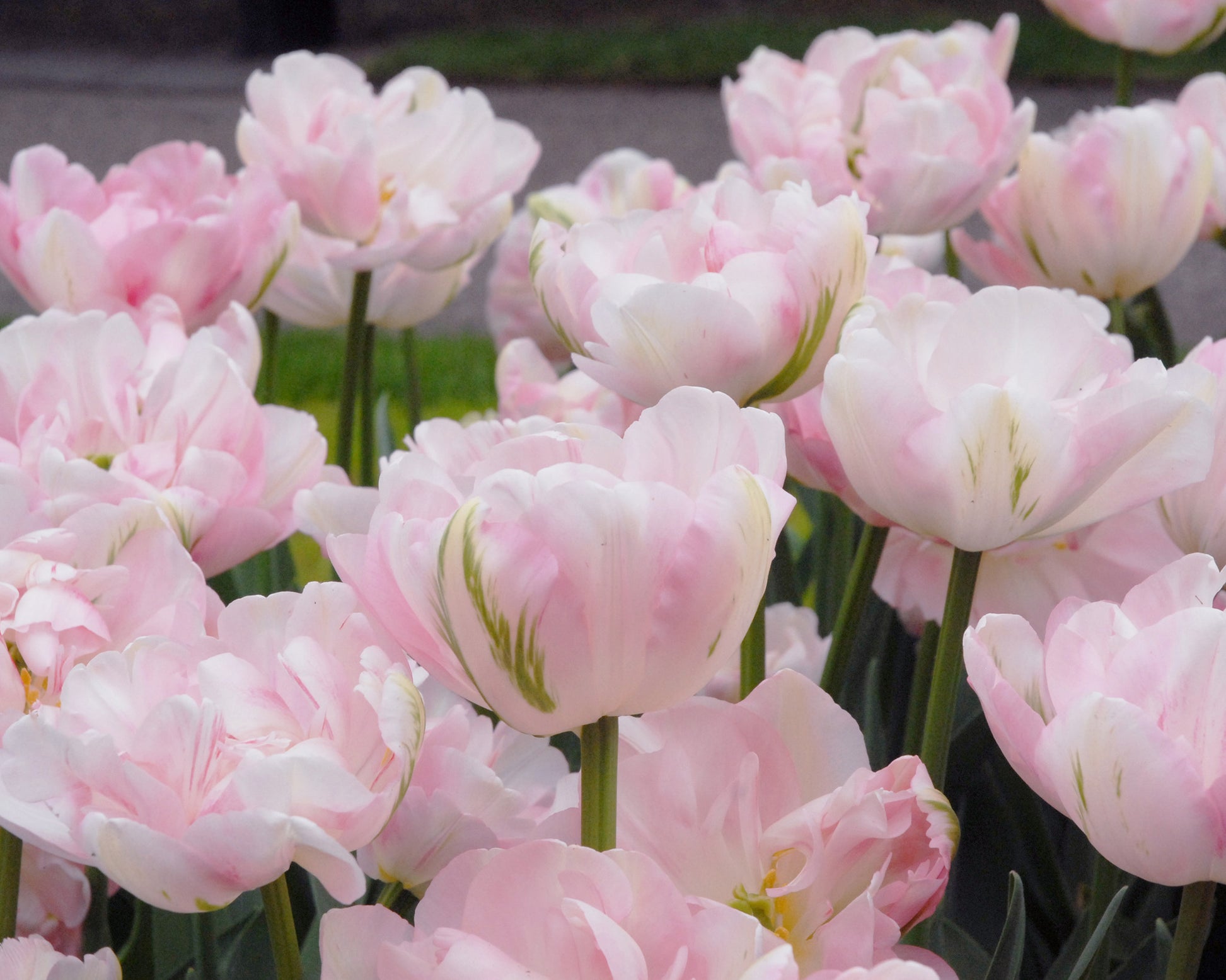 Tulip 'Finola' bulbs — Buy online at Farmer Gracy UK